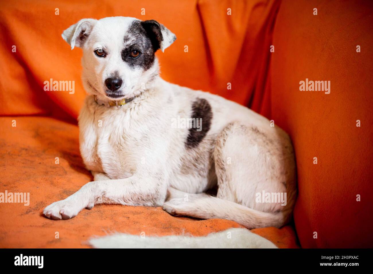 Dog in pet shelter hi-res stock photography and images - Alamy