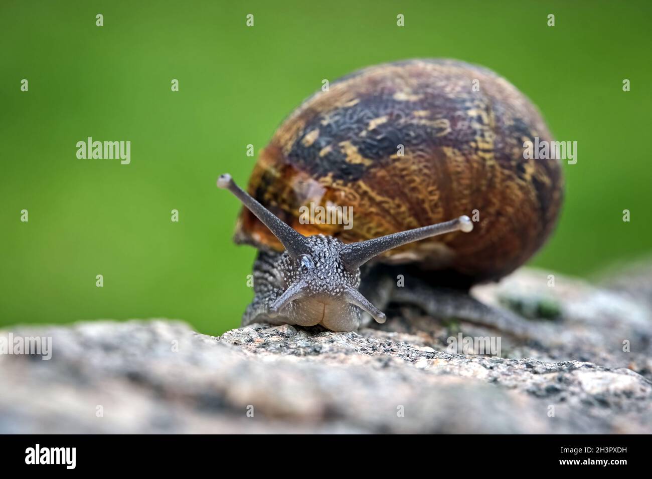 Spotted snail hi-res stock photography and images - Alamy