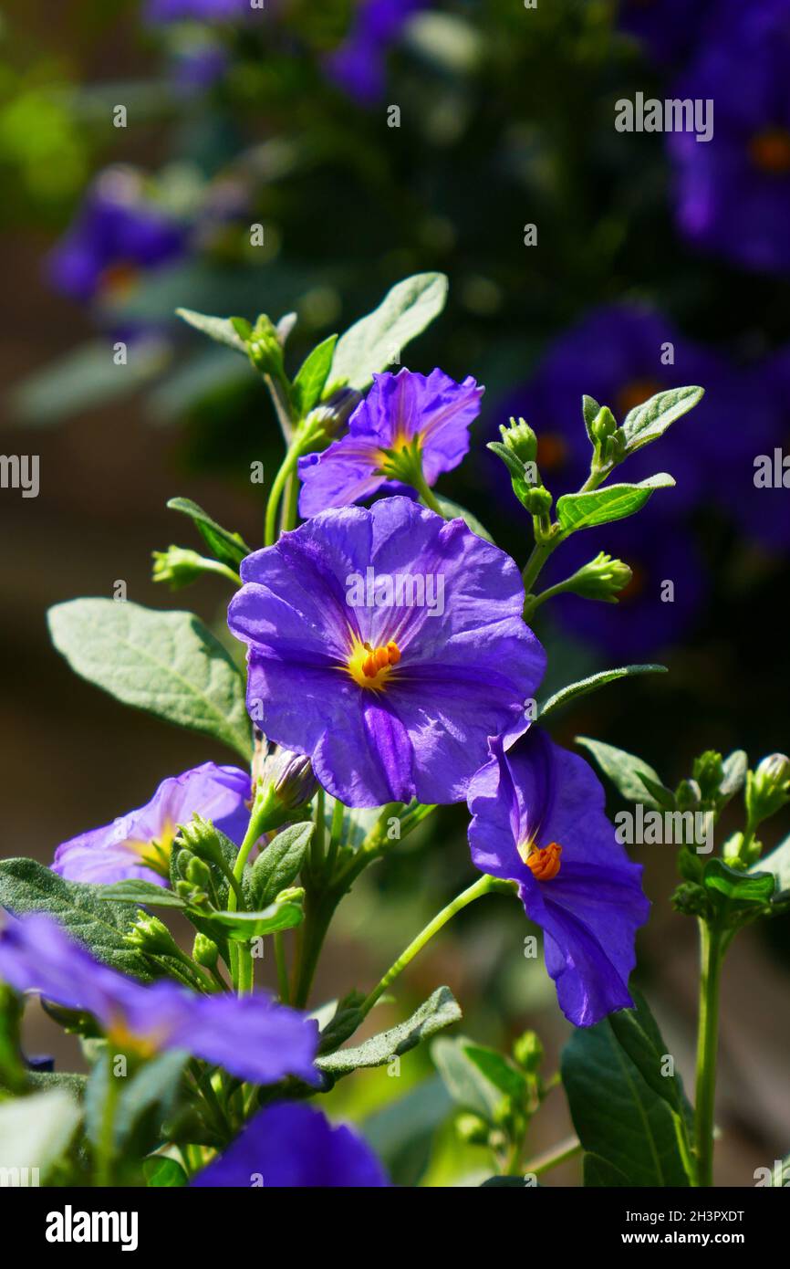 Blue solanum shrub hi-res stock photography and images - Alamy