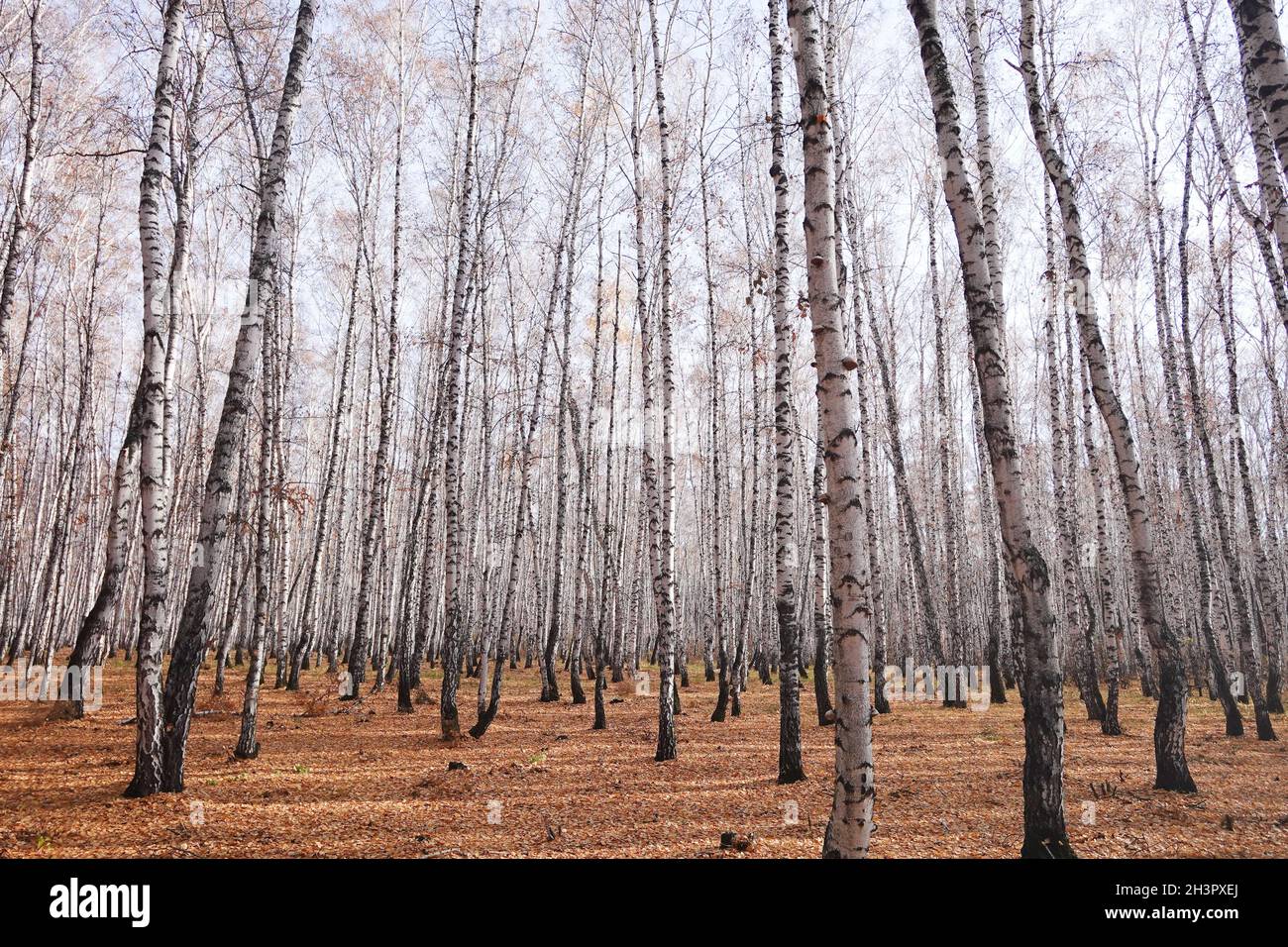 Beautiful autumn birch forest Stock Photo - Alamy