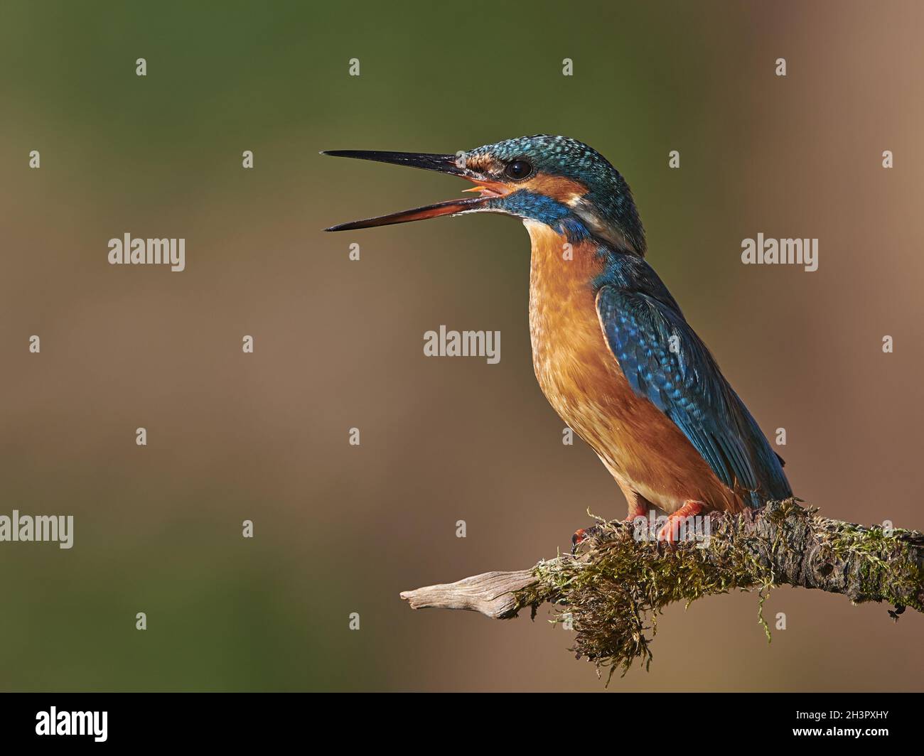 Squirrel fish hi-res stock photography and images - Alamy