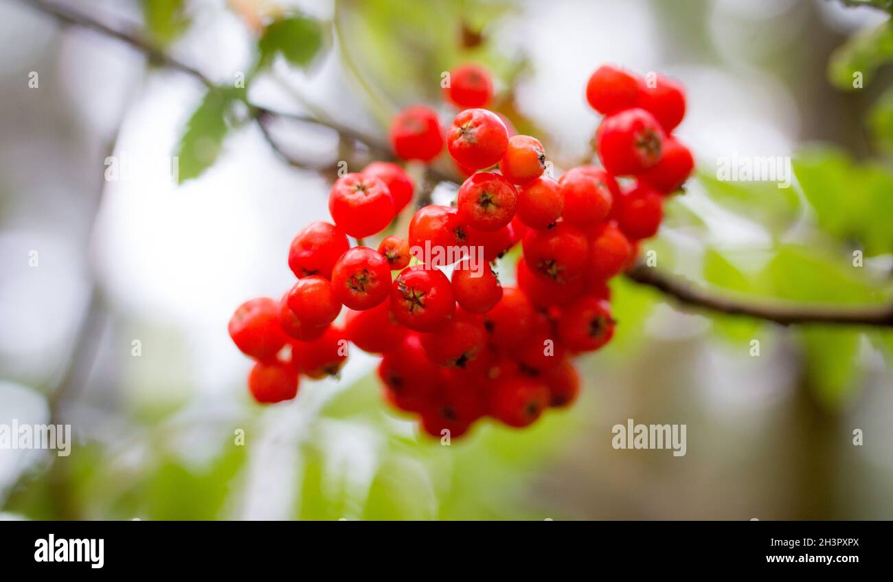 Selective focus shot of Rowan Berries in the farm Stock Photo - Alamy