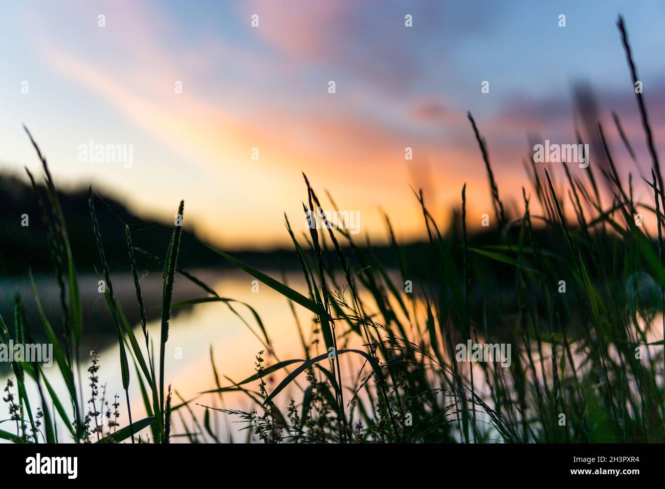 Closeup shot of grass on a blurred sunset background Stock Photo - Alamy