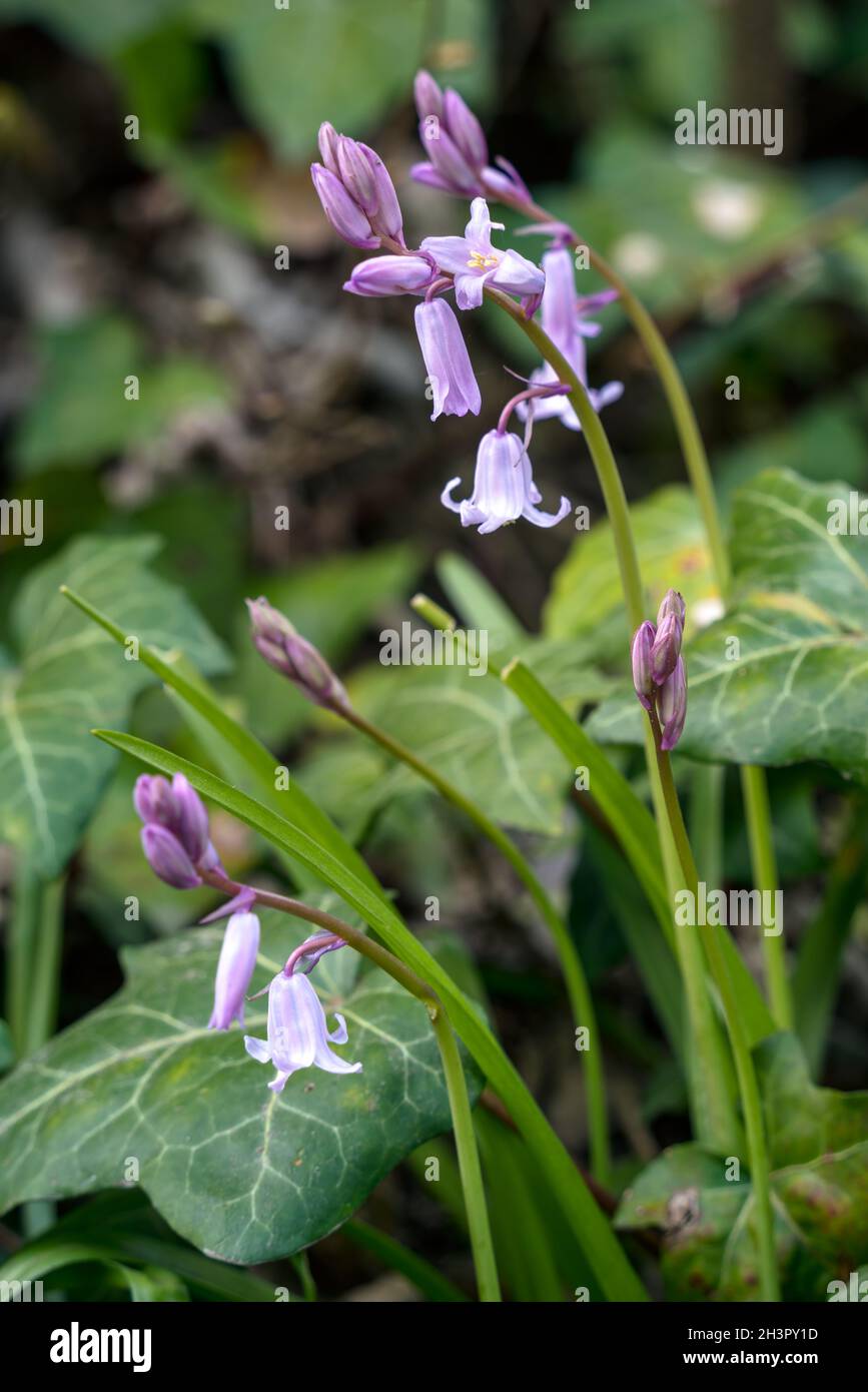 Bluebells flowering hi-res stock photography and images - Alamy