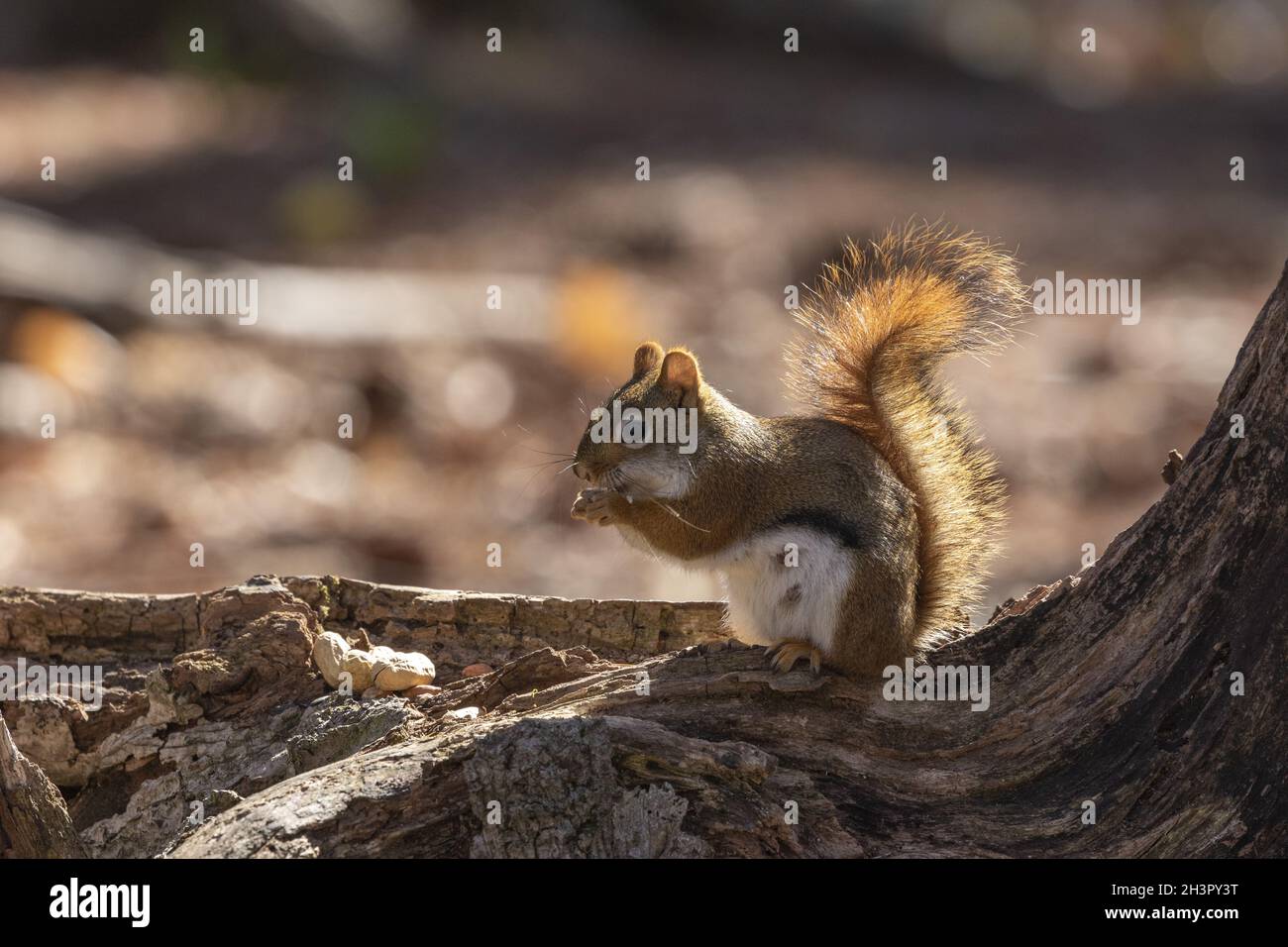 North american red squirrel hi-res stock photography and images - Alamy