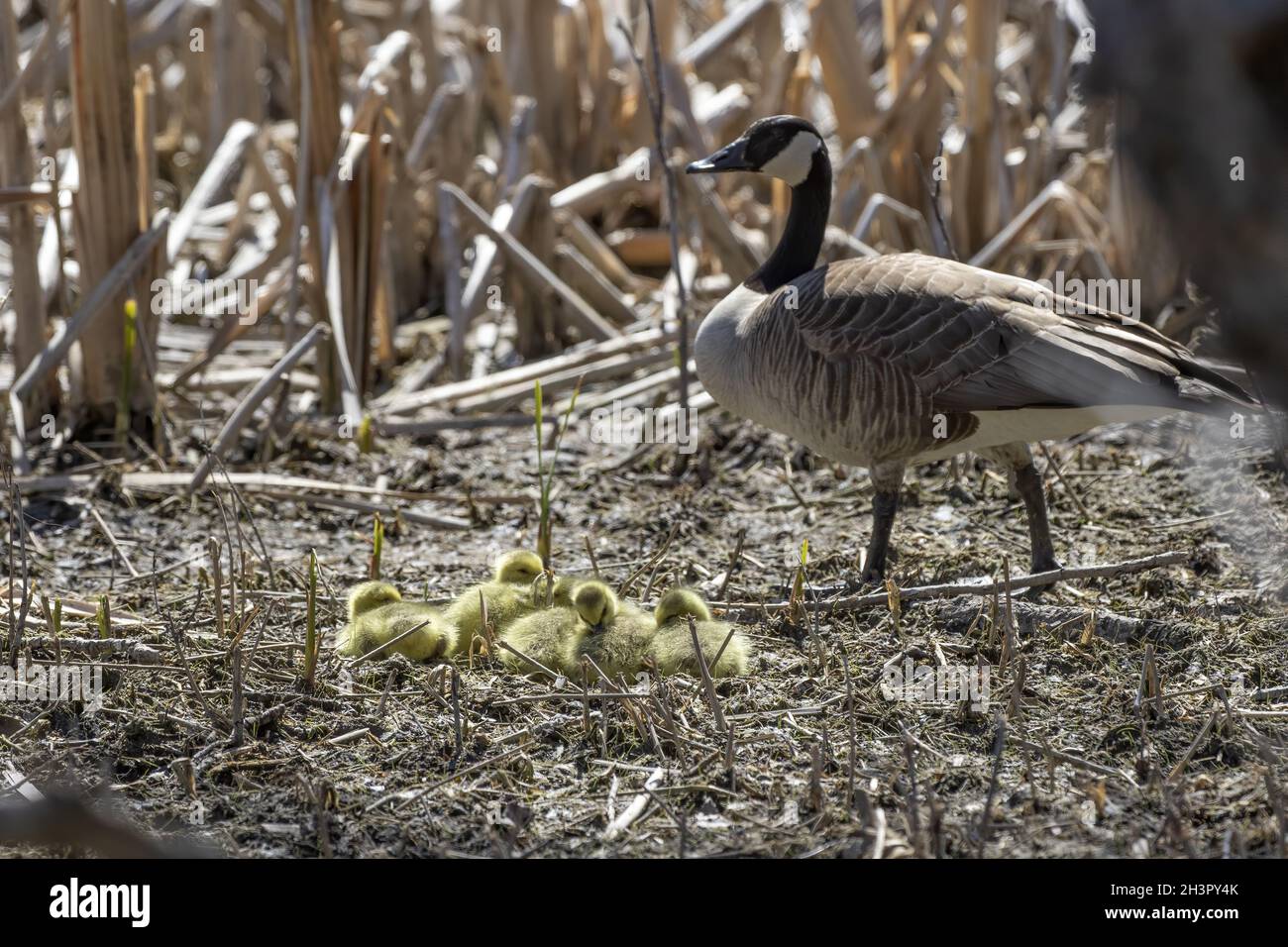 The Canada goose (Branta canadensis) with goslings Stock Photo - Alamy