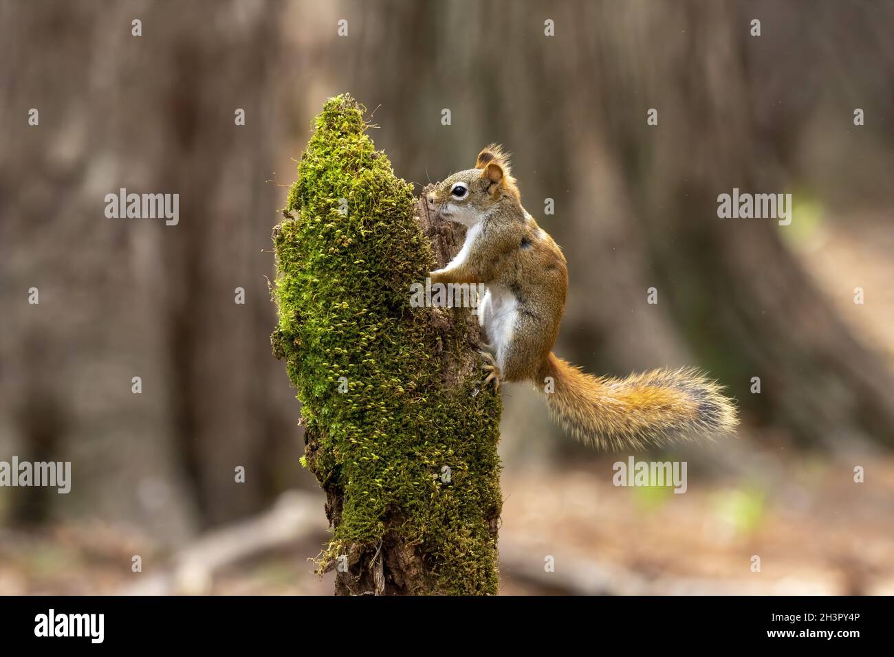 North american red squirrel hi-res stock photography and images - Alamy