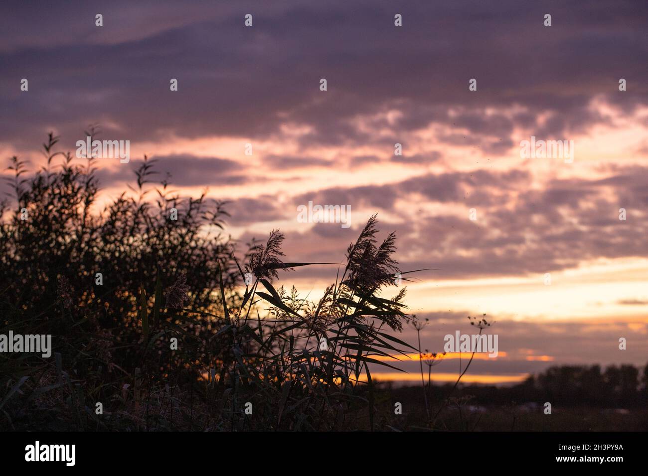 Autumn Sunset. Reeds (Phragmites communis) in near silhouette, panicles ...