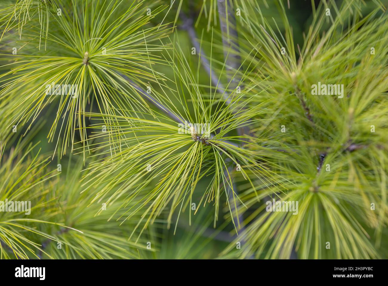 Colorful tree with tree needles hi-res stock photography and images - Alamy
