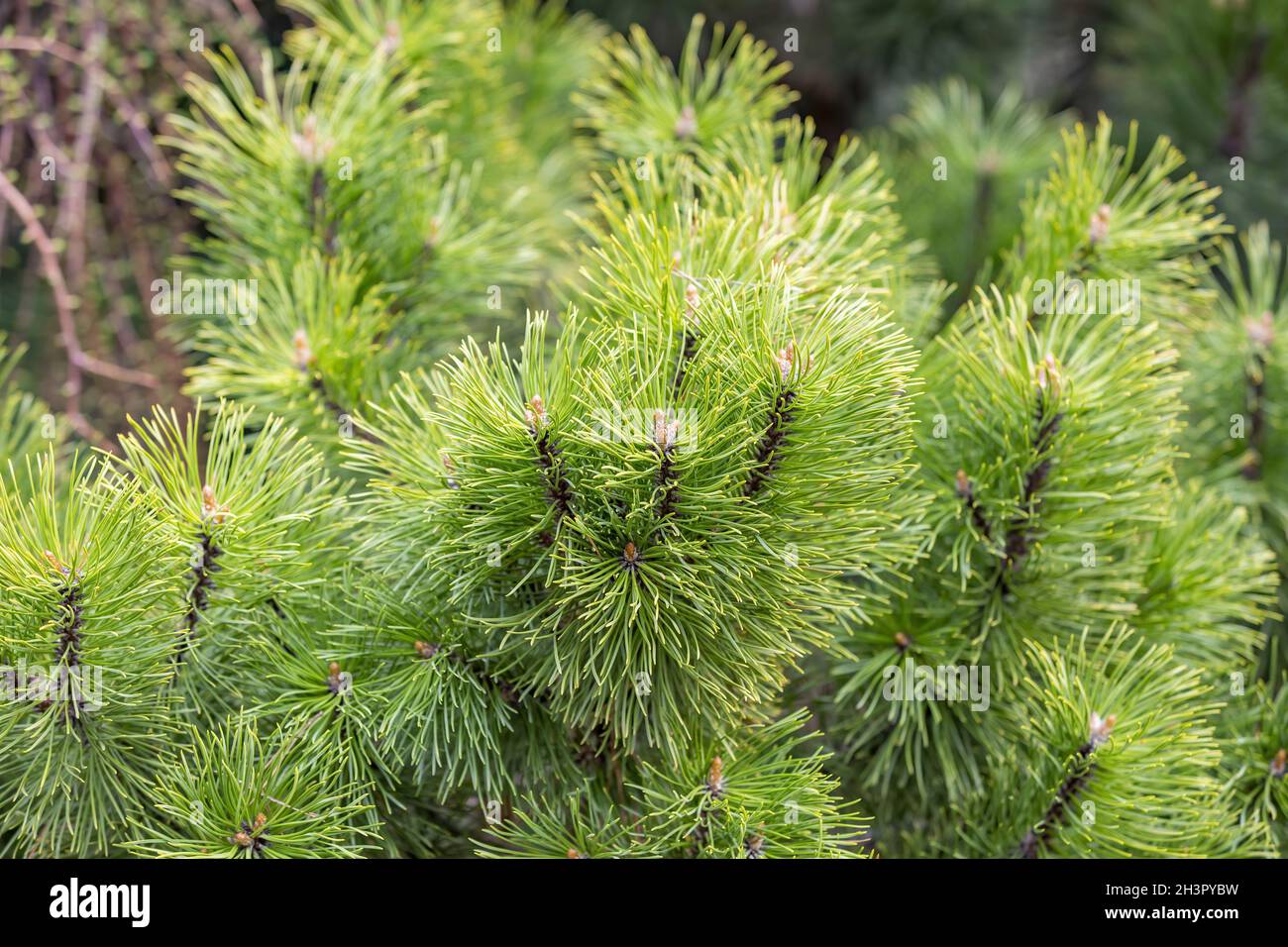 Colorful tree with tree needles hi-res stock photography and images - Alamy