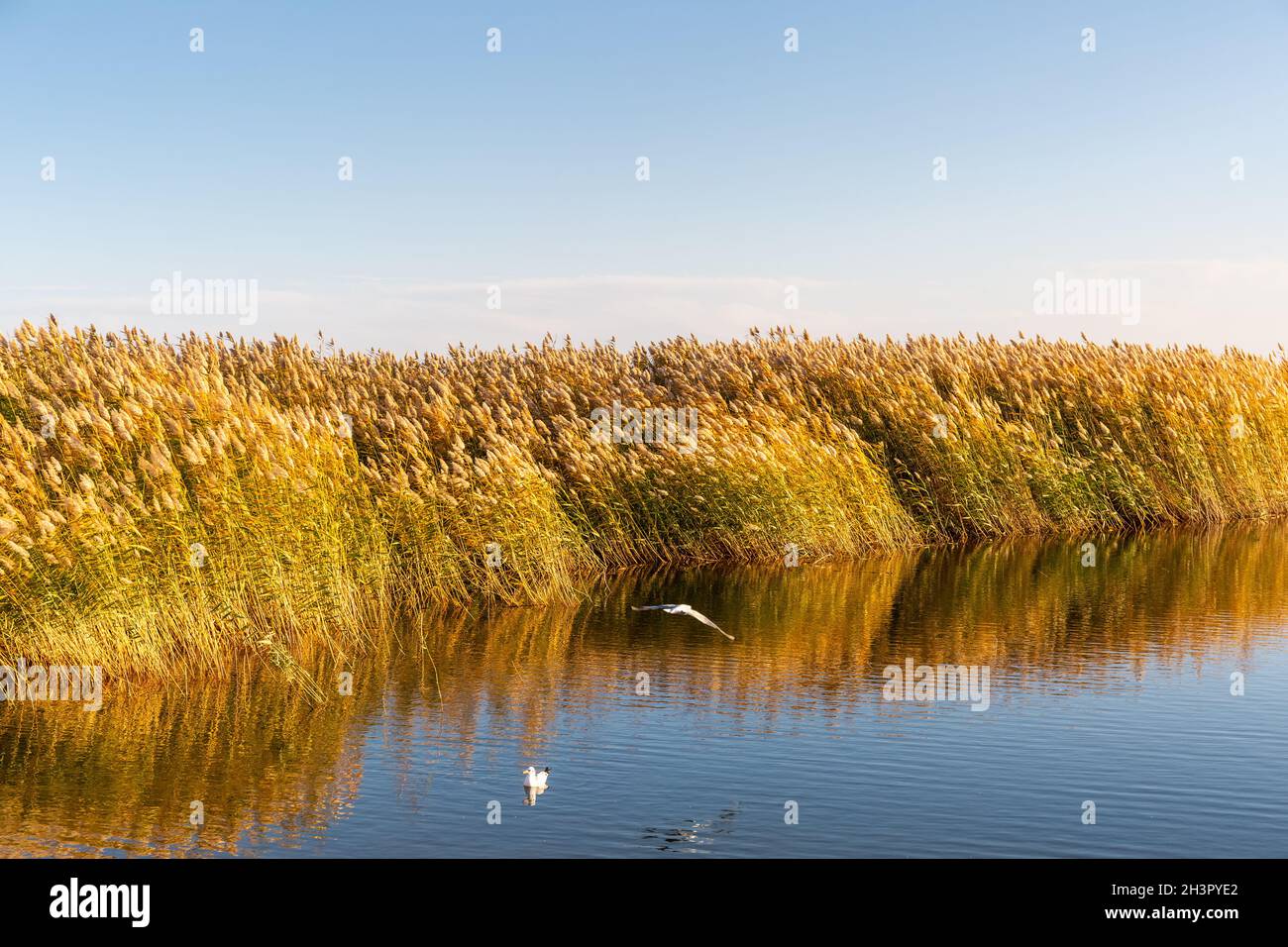 View common reed phragmites hi-res stock photography and images - Alamy