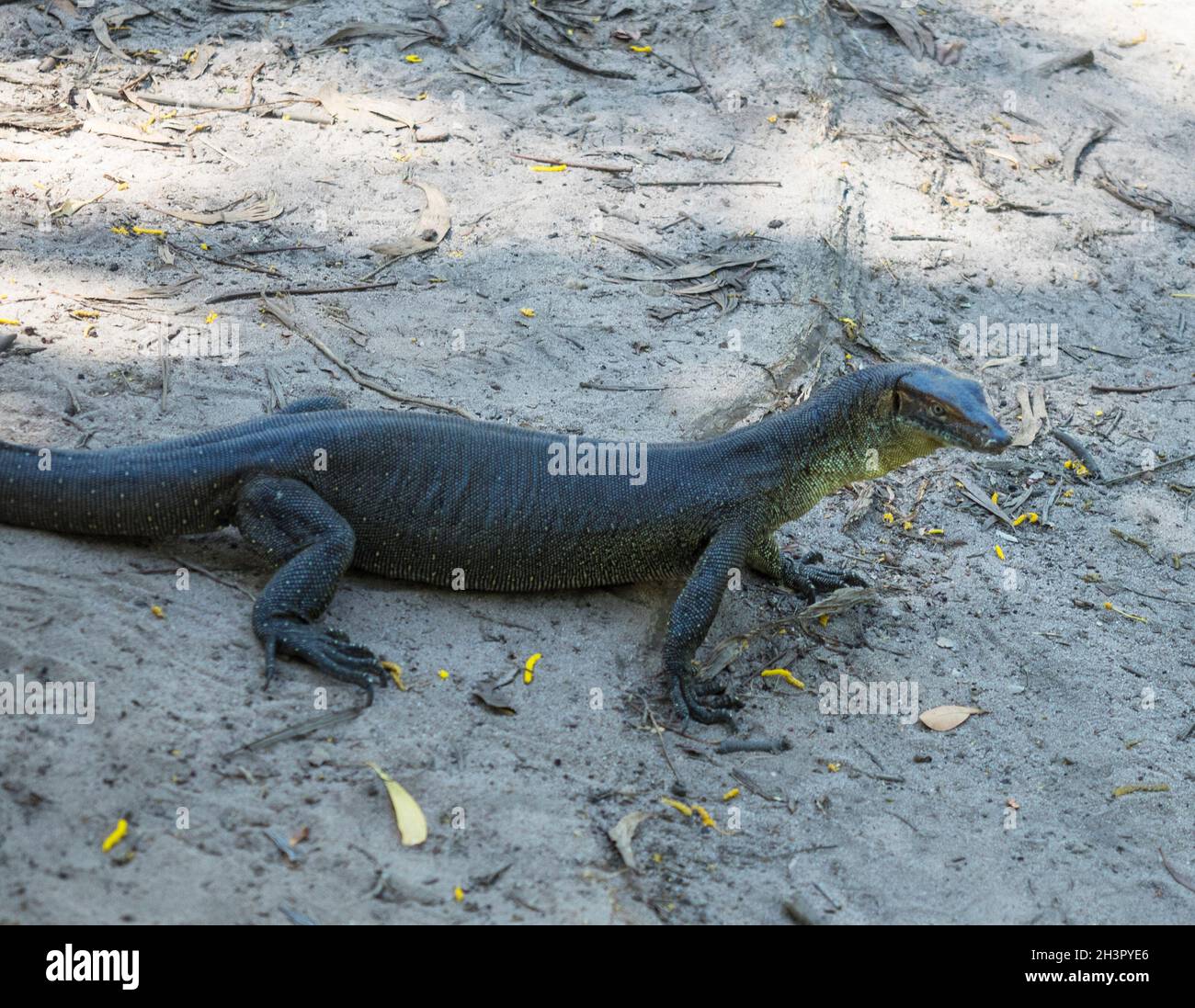 Mertens' Water Monitor (Varanus mertensi), Litchfiled National Park ...