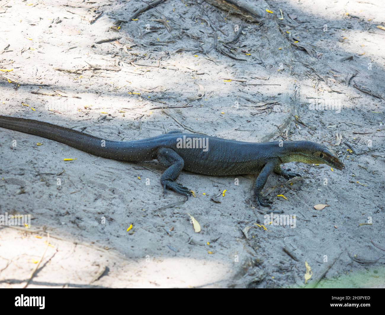 Mertens water monitor hi-res stock photography and images - Alamy