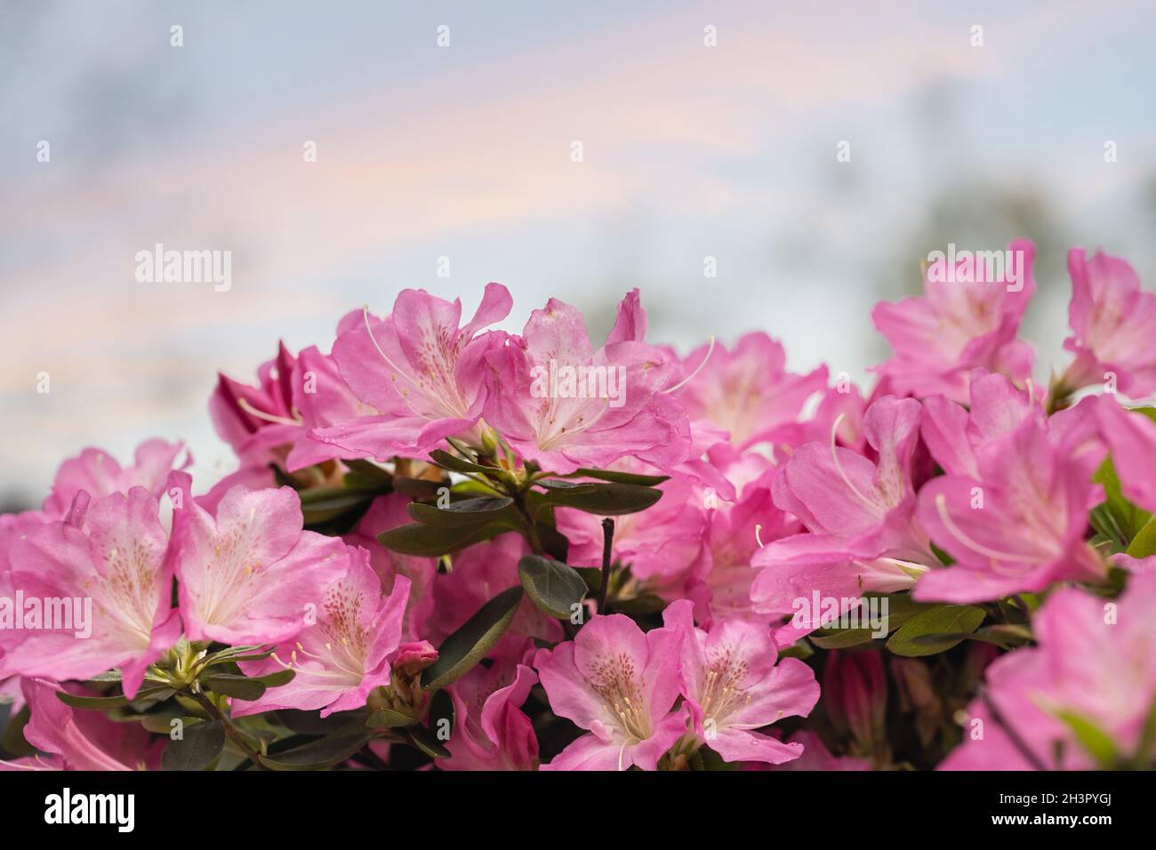 Azalea flowers blooming in park hi-res stock photography and images - Alamy