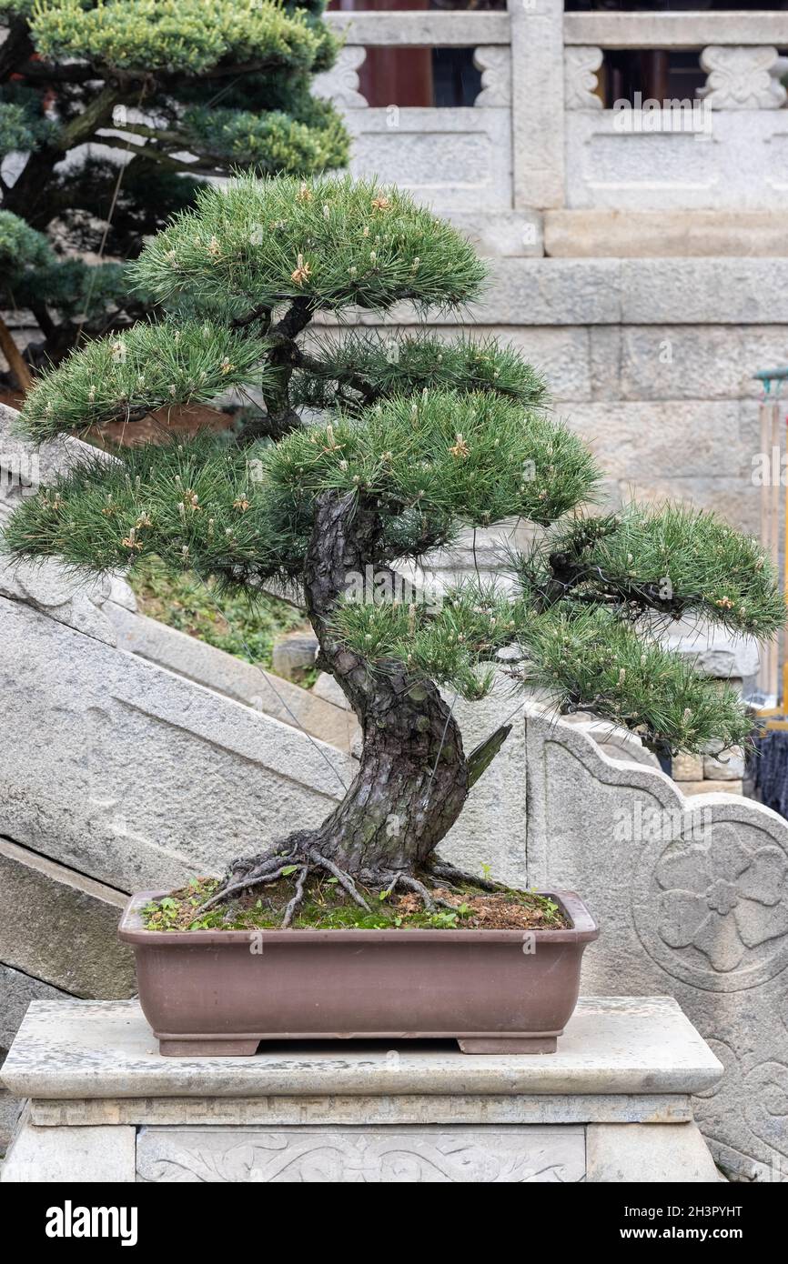 Outdoor bonsai hi-res stock photography and images - Alamy