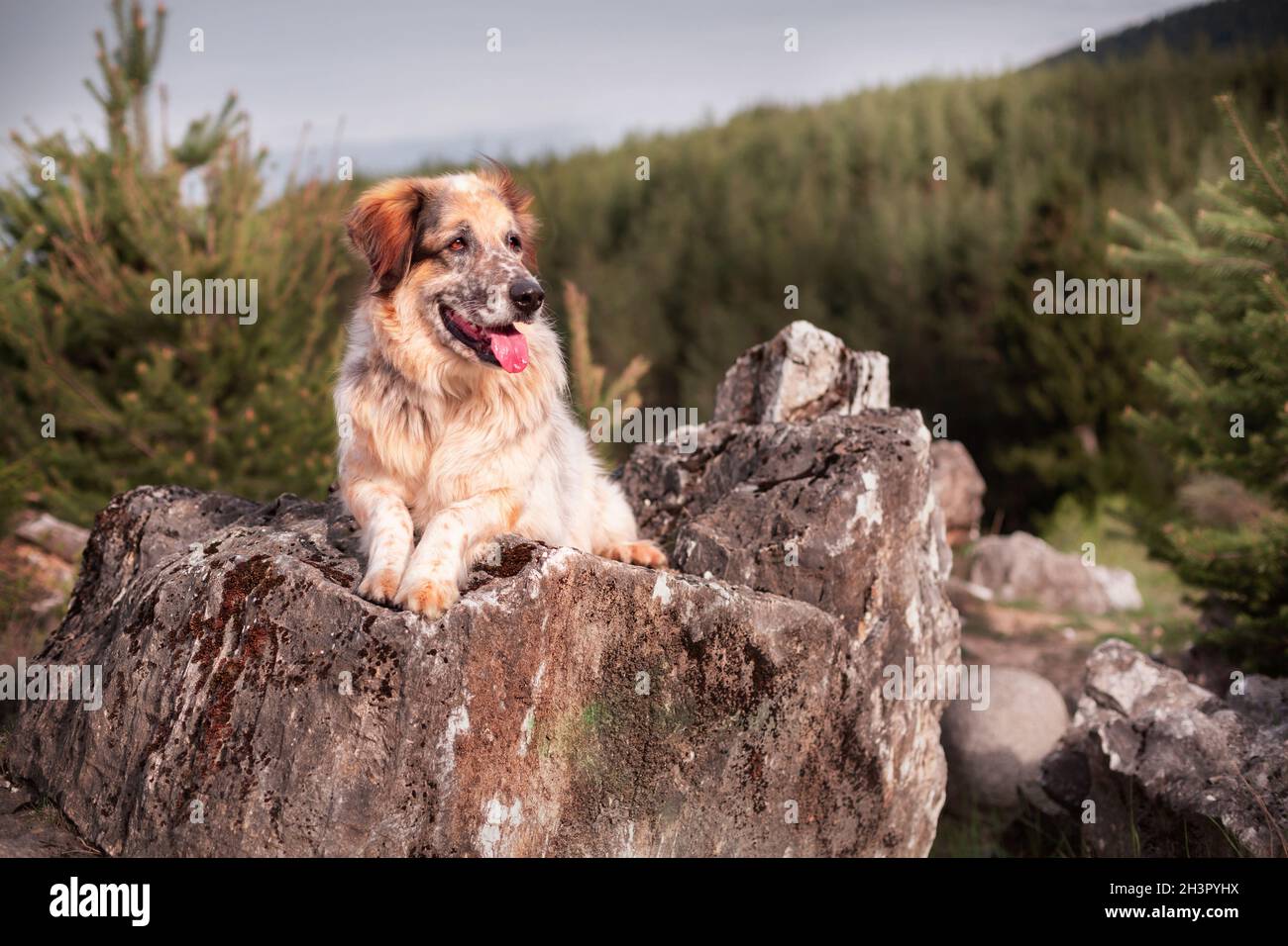 Beautiful dog lying on hi-res stock photography and images - Alamy