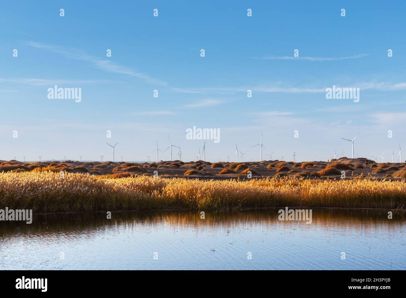 Reed development hi-res stock photography and images - Alamy
