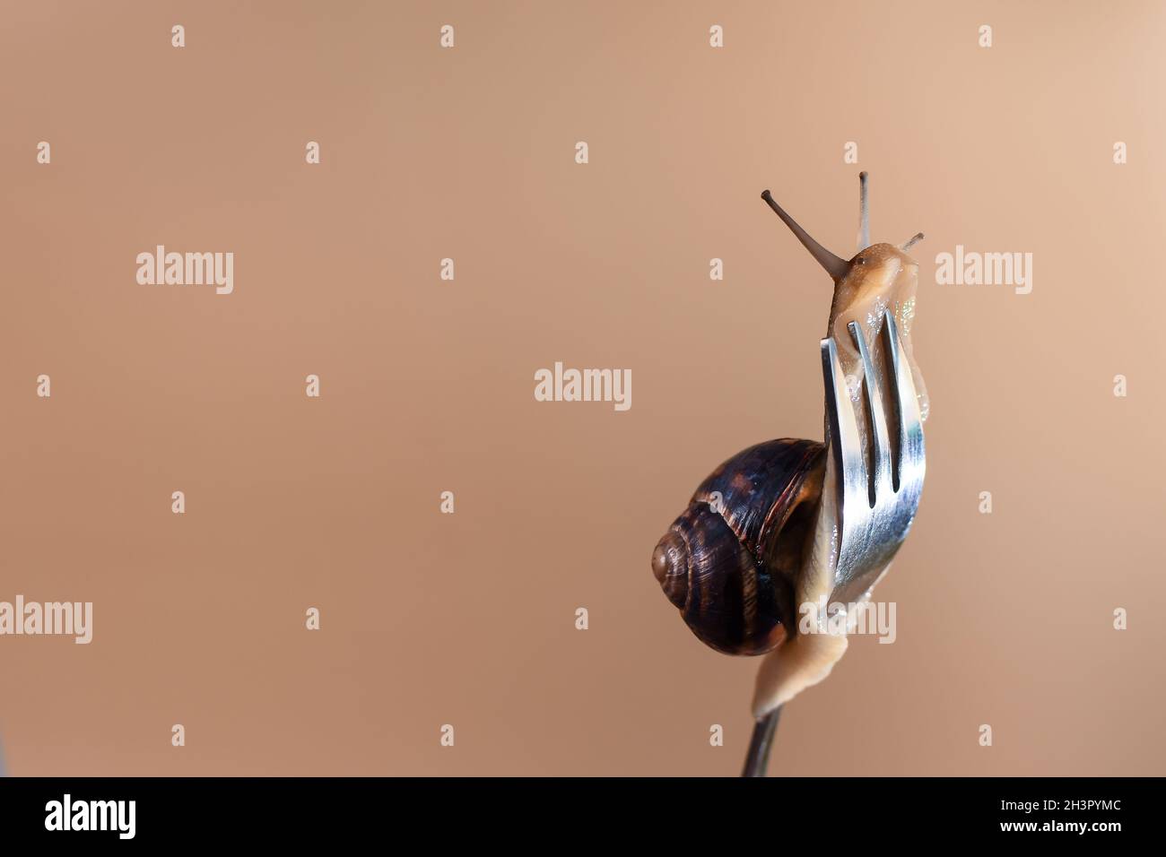 A snail on a fork. On a light brown background. mock up Stock Photo - Alamy