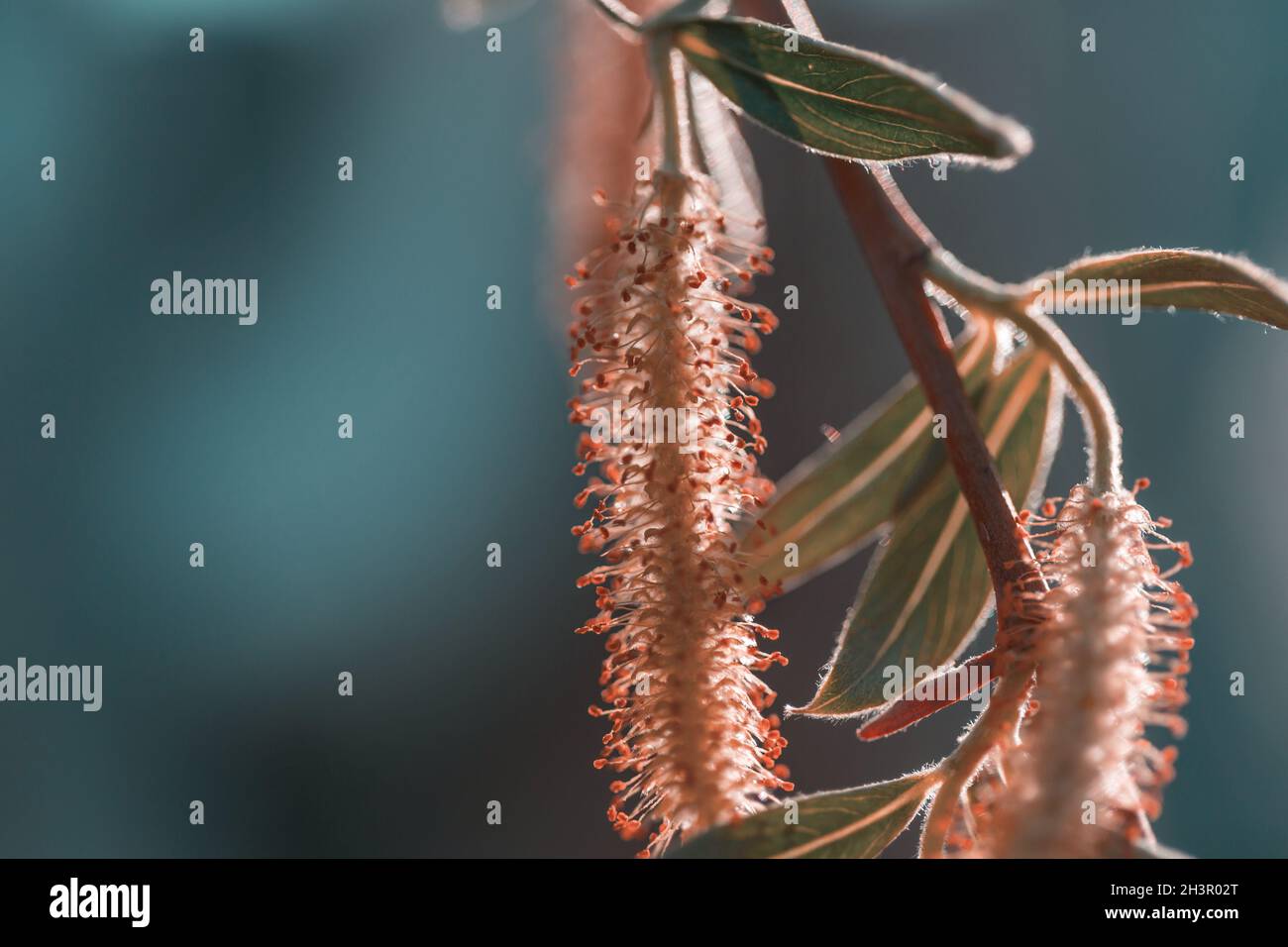 Corkscrew Willow Tree Hi Res Stock Photography And Images Alamy