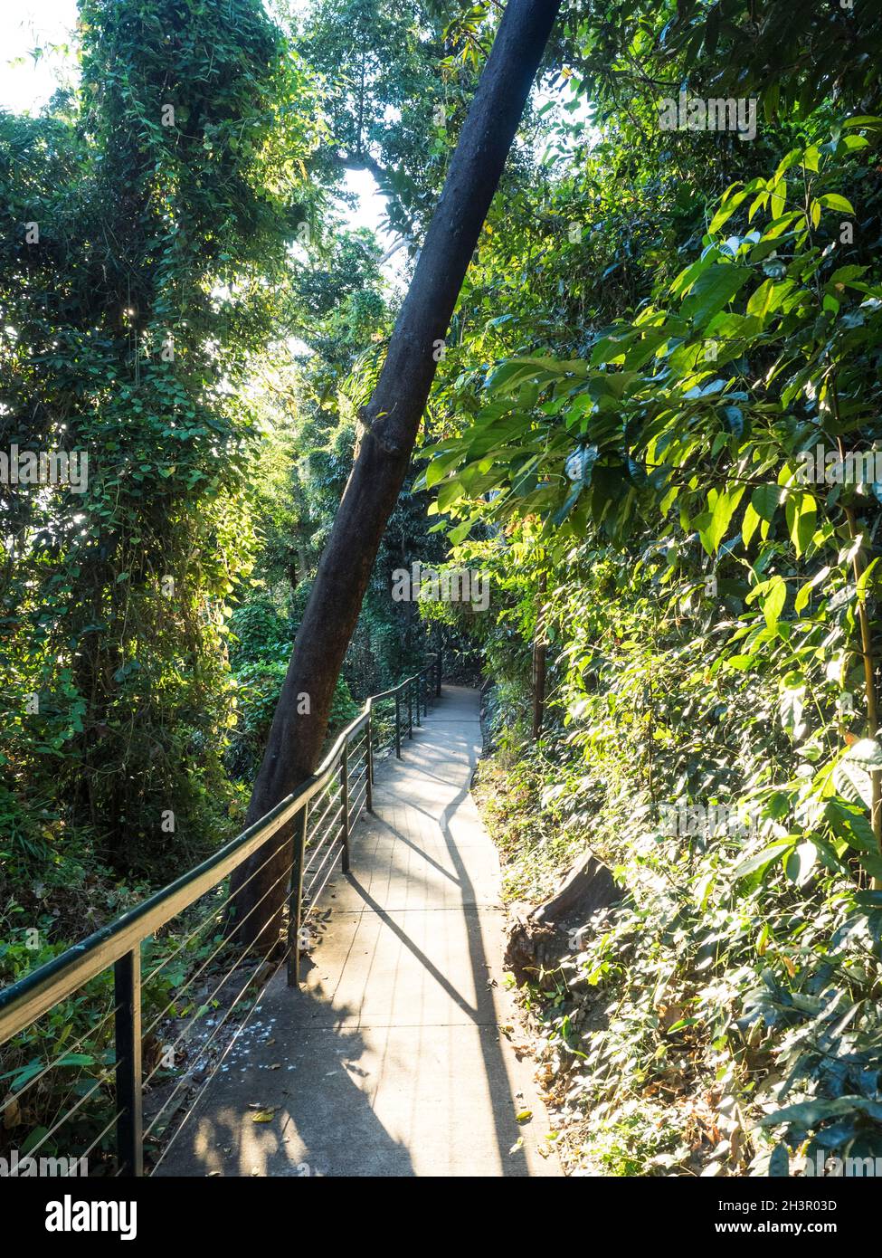 Walkway to Lameroo Beach through thick tropical rainforest, Darwin ...