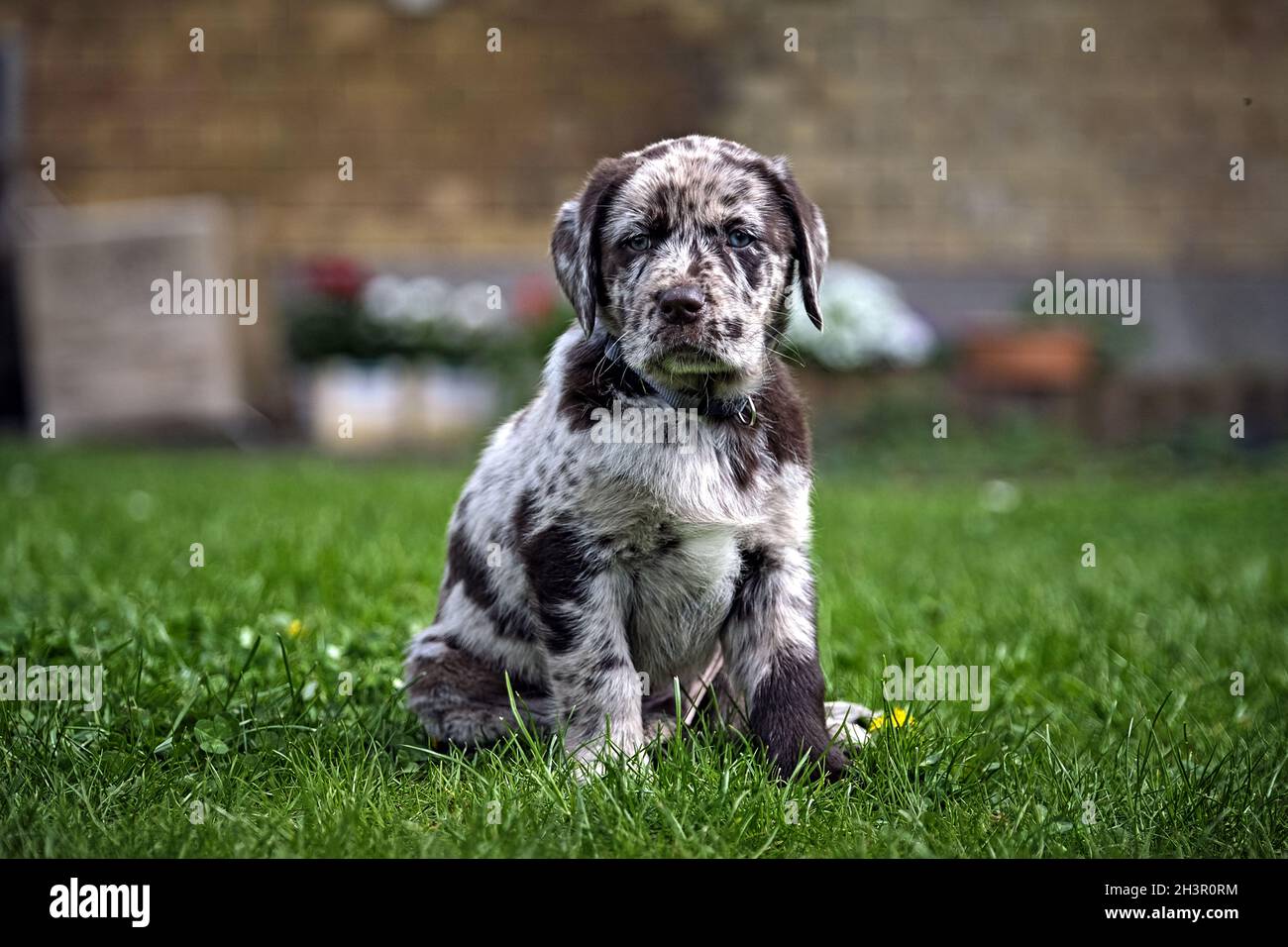 Spotted Labrador Retriever Puppy Stock Photo - Alamy