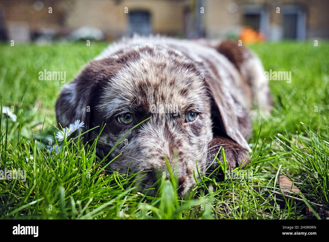 Spotted Labrador Retriever Puppy Stock Photo - Alamy