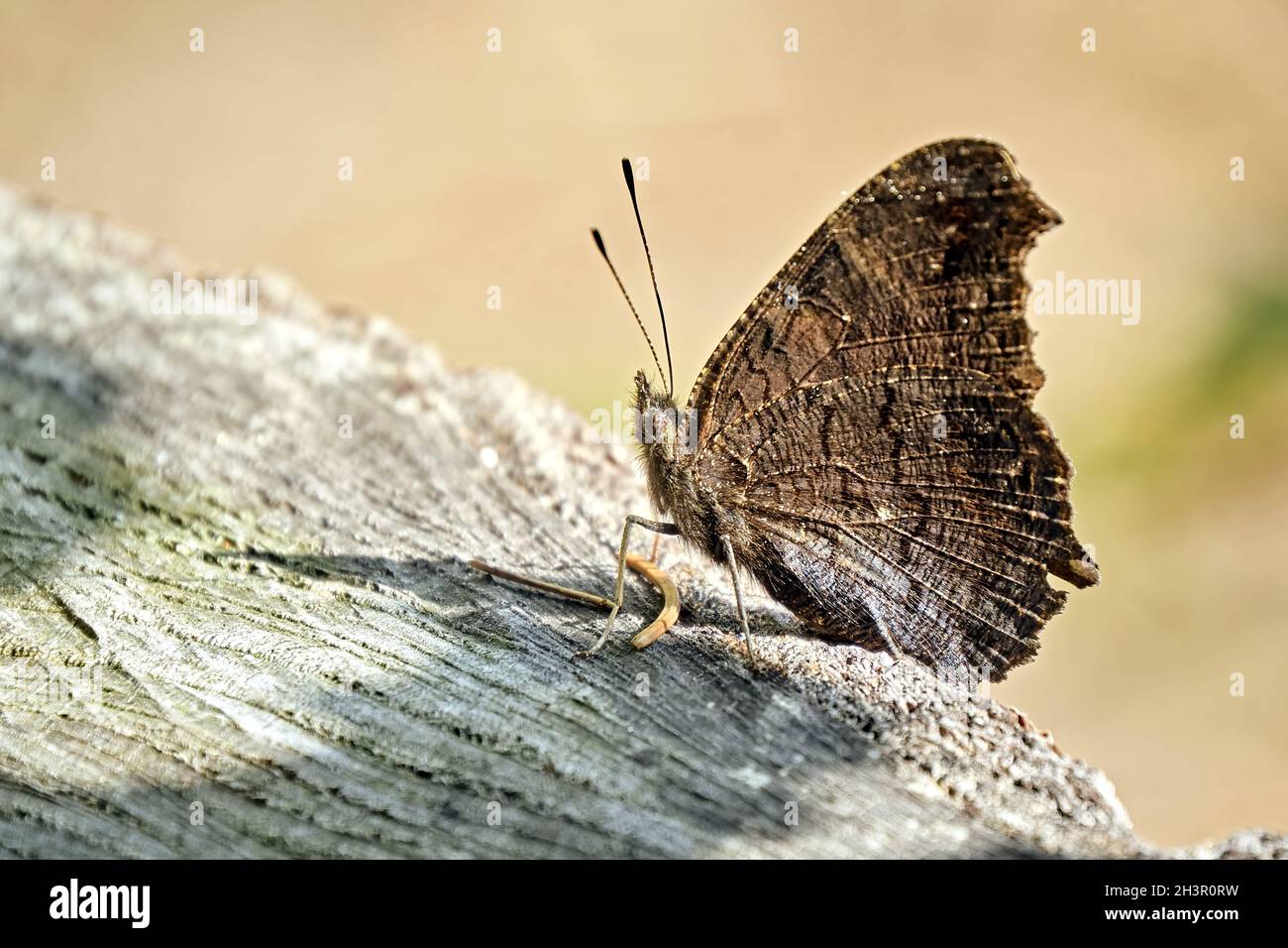 Peacock butterfly (Aglais io Stock Photo - Alamy