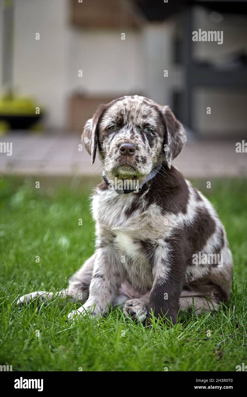 Spotted Labrador Retriever Puppy Stock Photo - Alamy