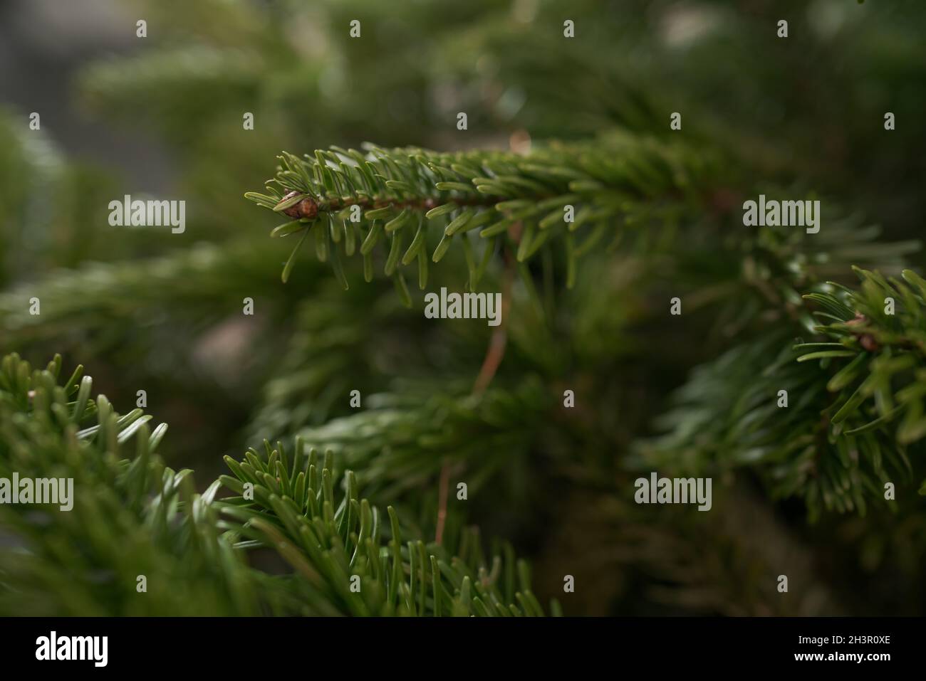 Closeup shot of spruce tree indoor, ready to be decorated as a ...