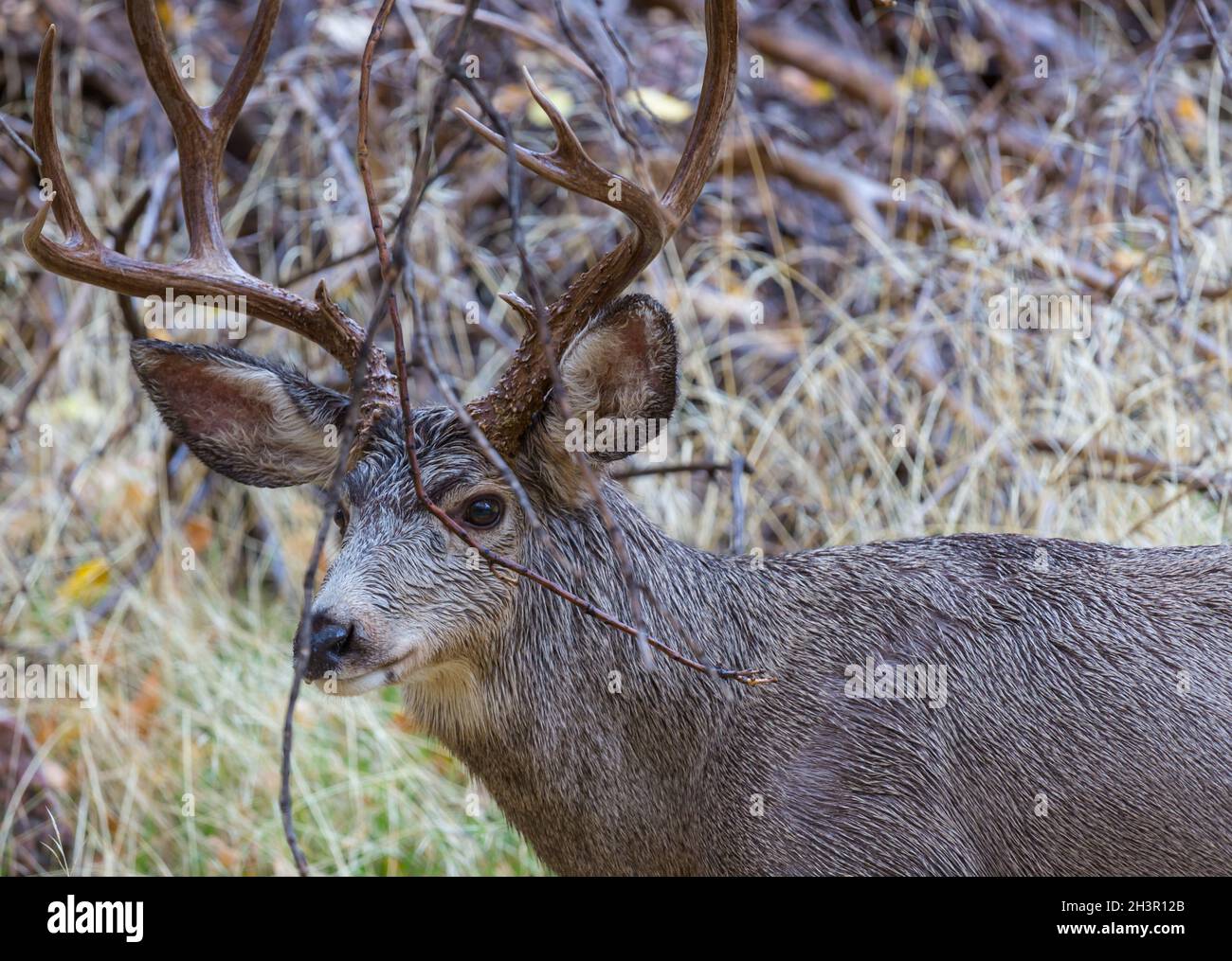 West elk range hi-res stock photography and images - Alamy