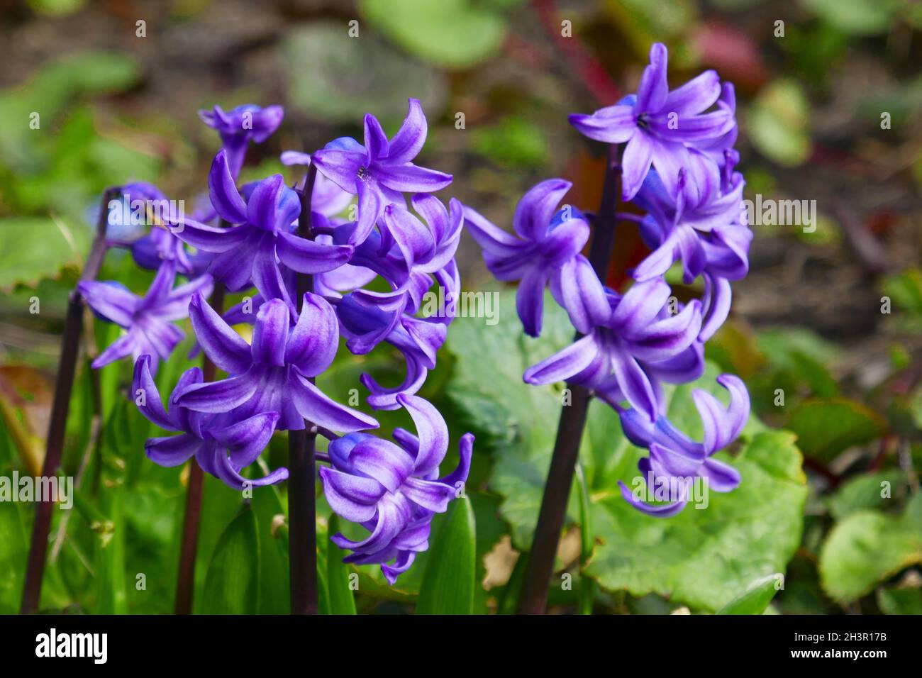 Hyacinths orientalis white hi-res stock photography and images - Alamy