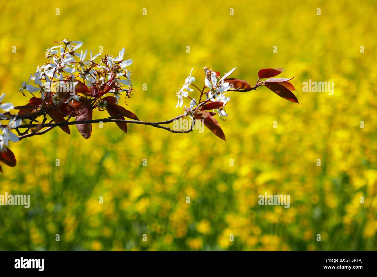 Copper rock pear Stock Photo - Alamy