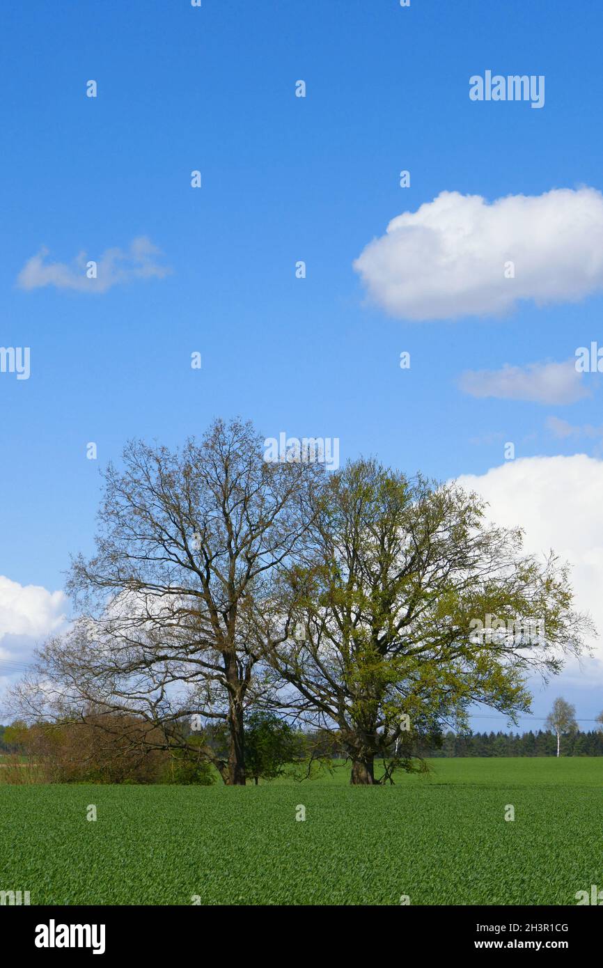 High oaks in spring forest hi-res stock photography and images - Alamy