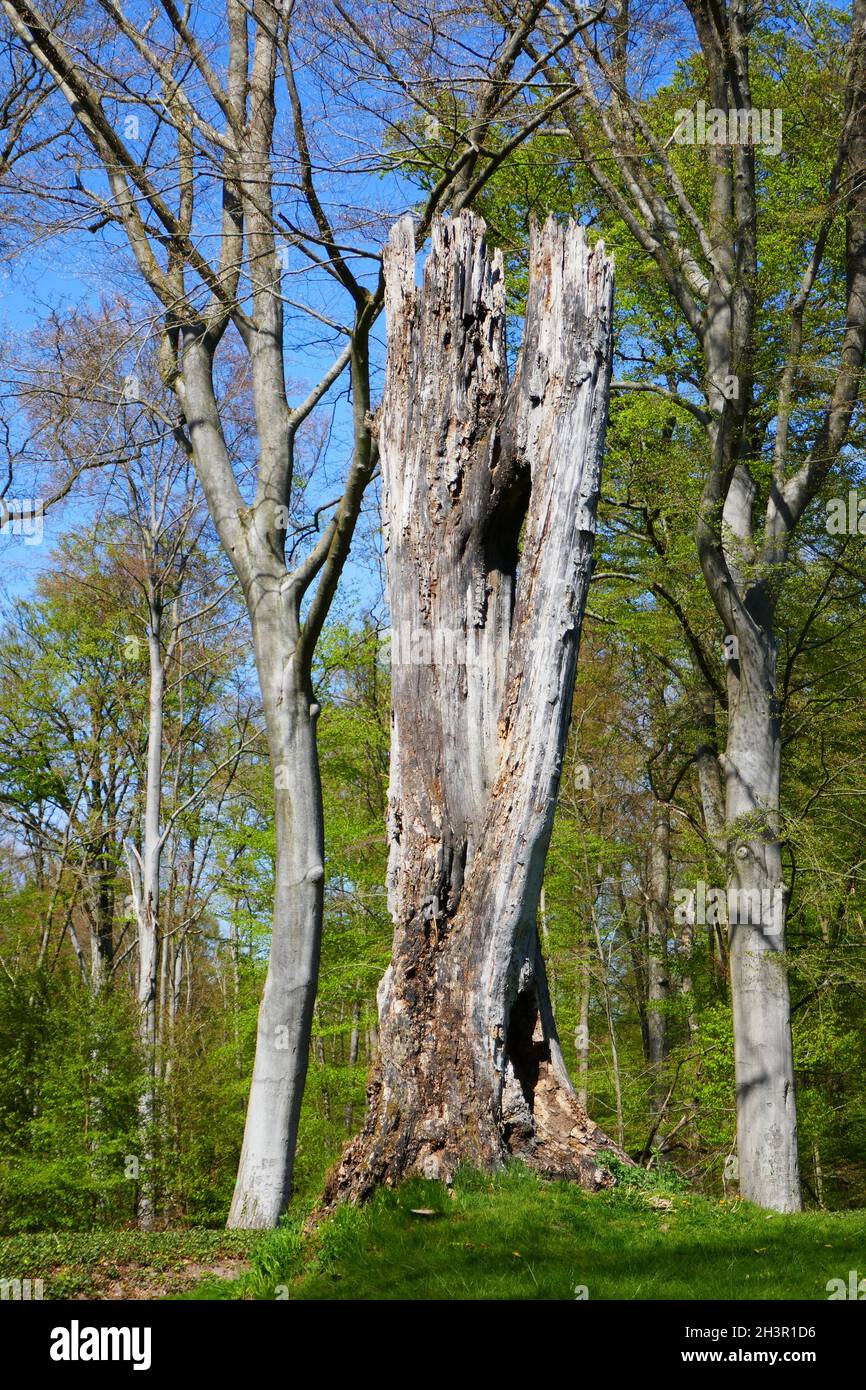 Dead tree giant hi-res stock photography and images - Alamy