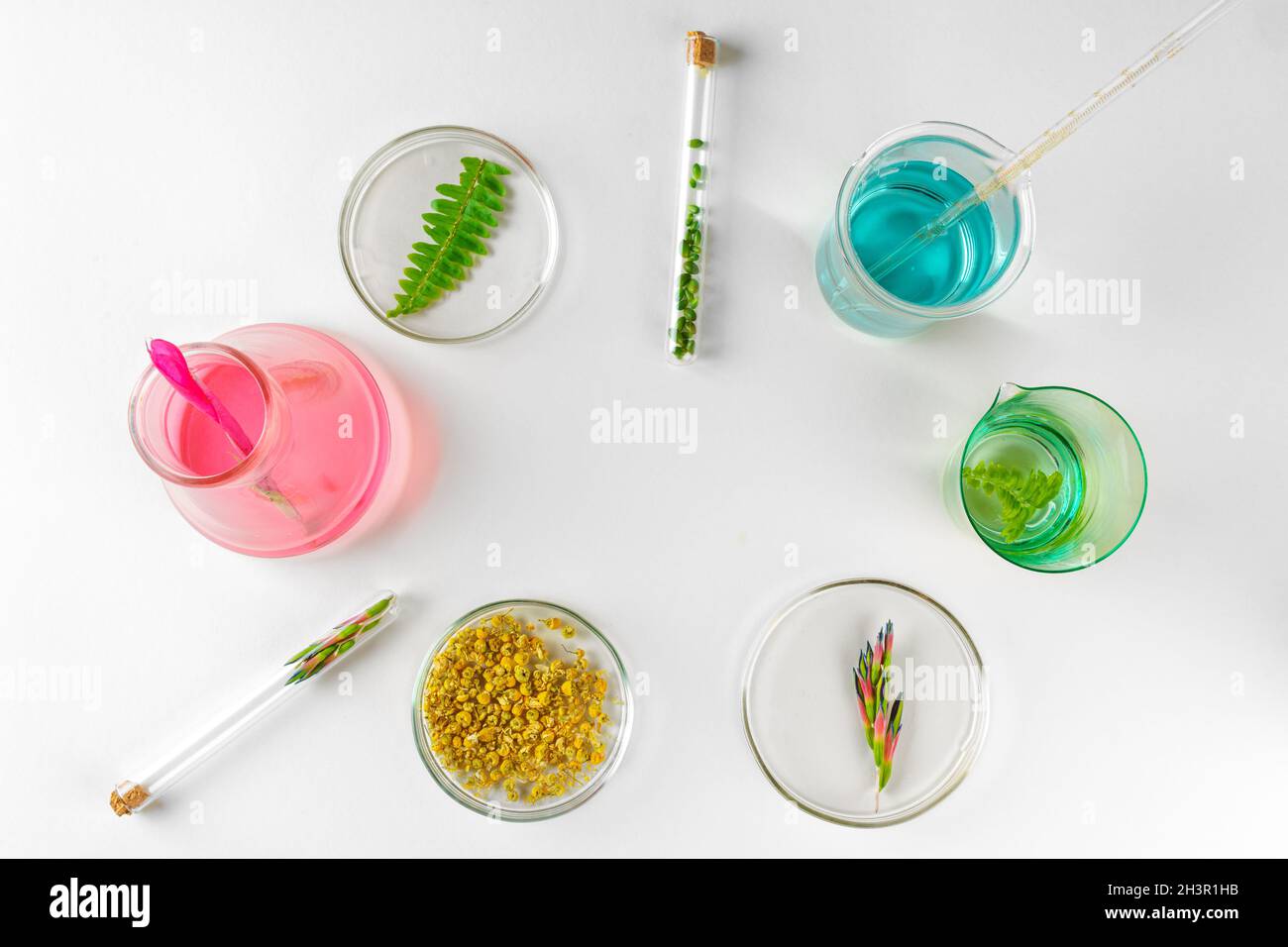 Making herbal dietary supplement in lab with plant leaves. Health and ...