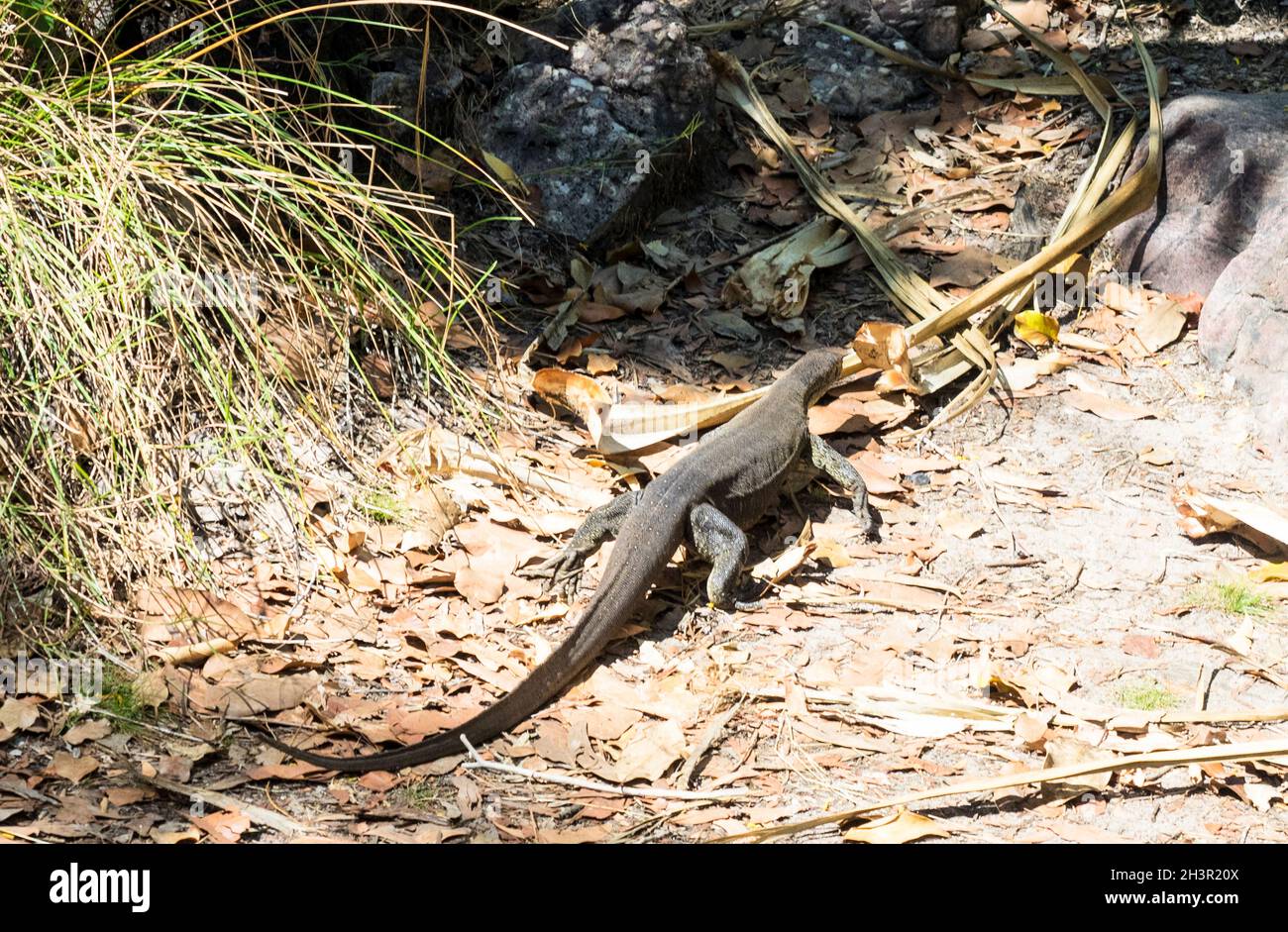 Mertens' Water Monitor (Varanus mertensi), Litchfiled National Park ...