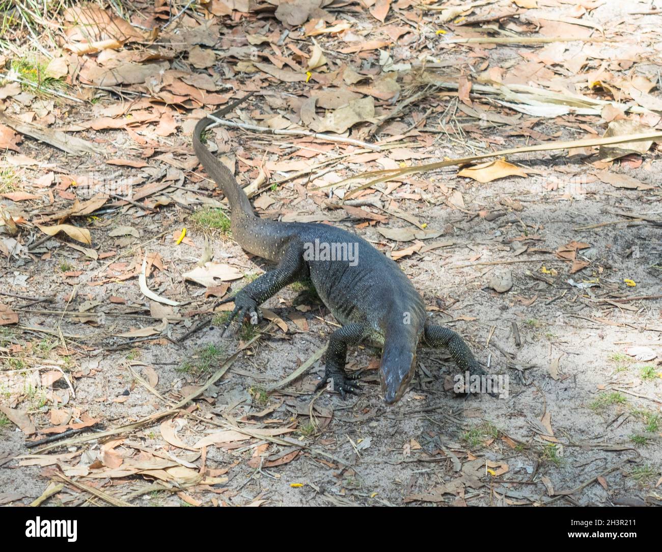 Mertens' Water Monitor (Varanus mertensi), Litchfiled National Park ...