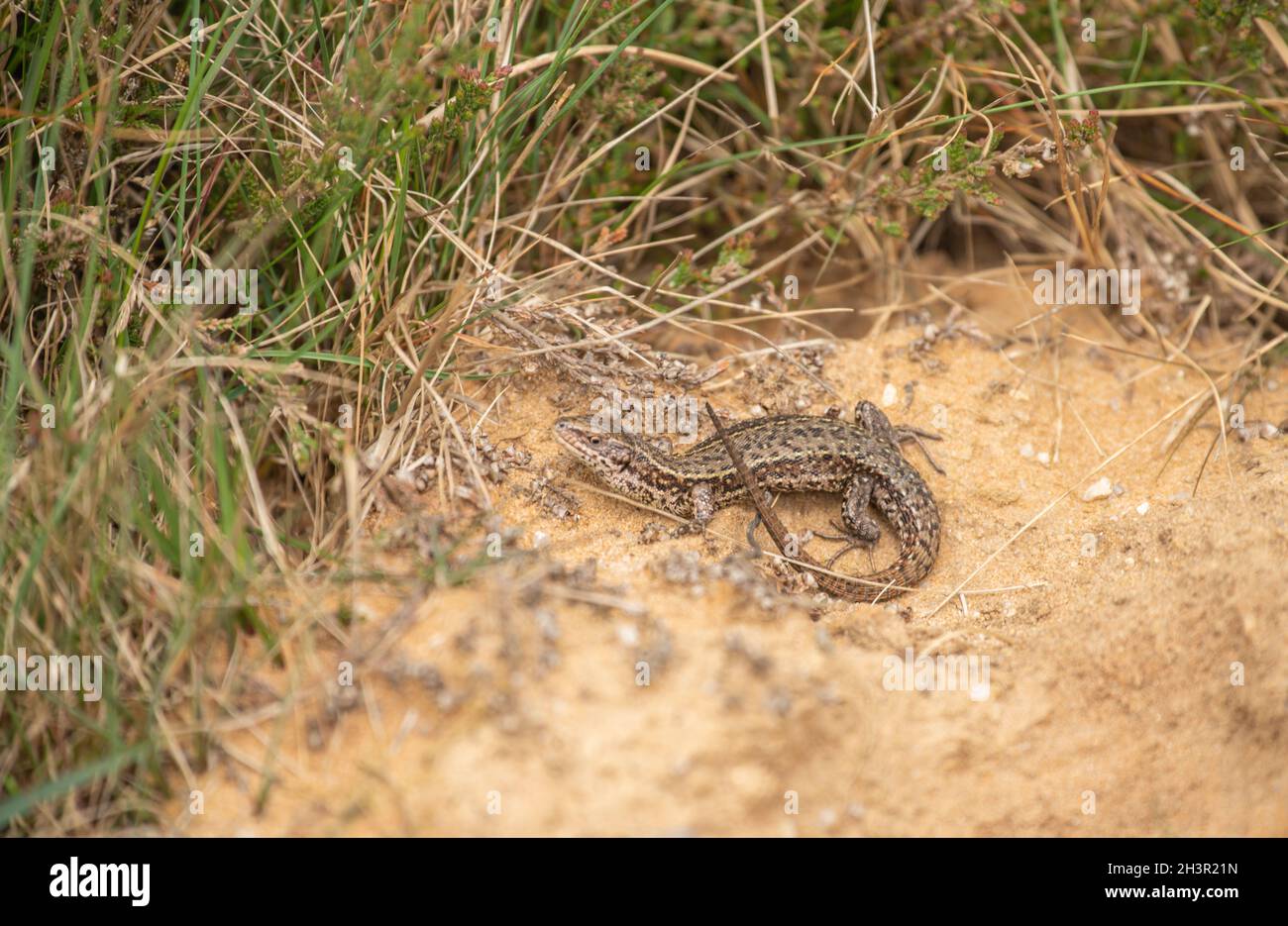Scaled lizards hi-res stock photography and images - Alamy