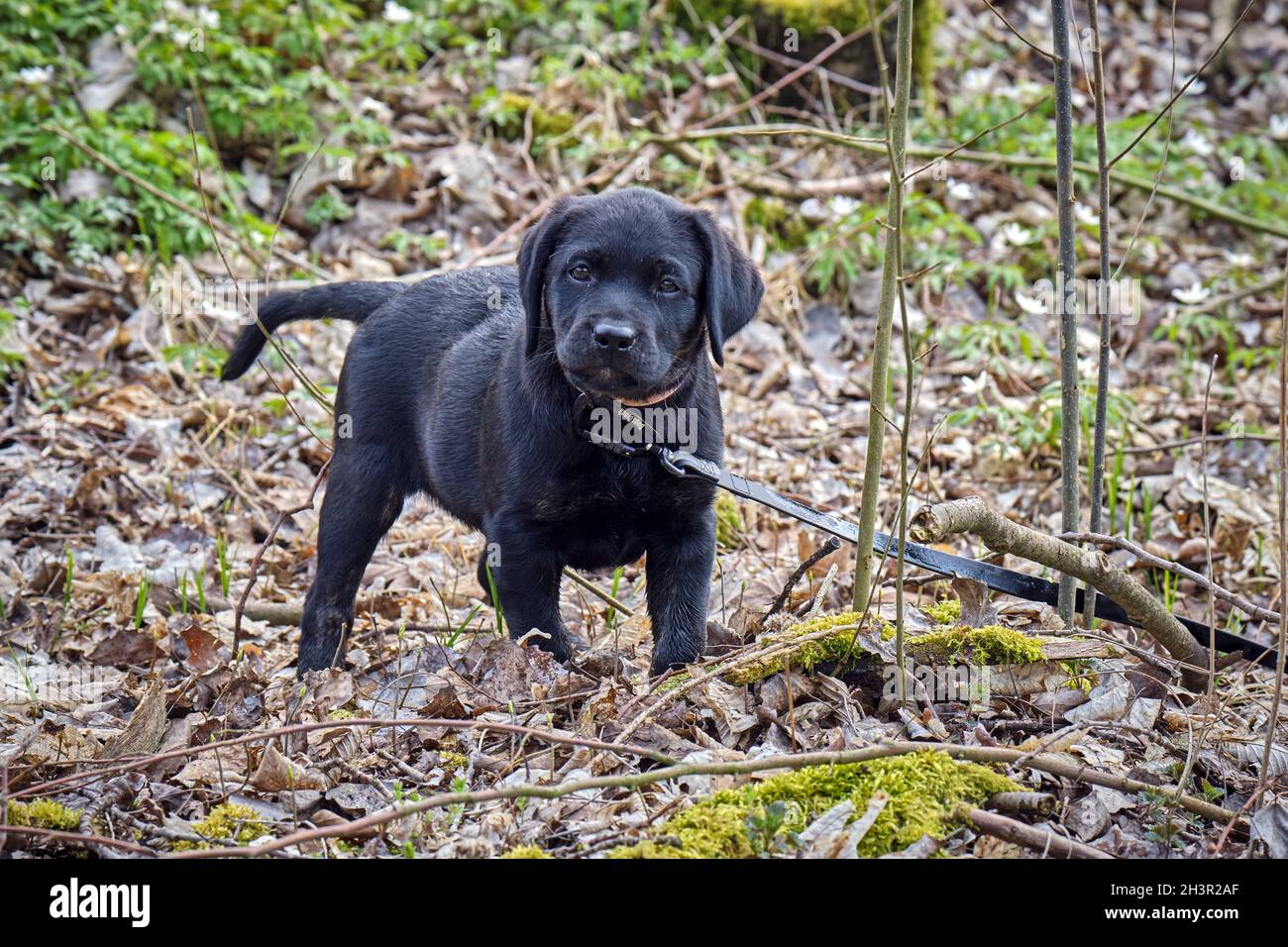 Black labrador retriever canis lupus hi-res stock photography and ...