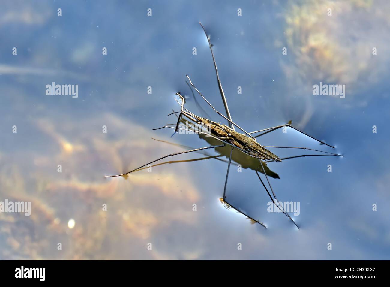 Water strider (Gerridae Stock Photo - Alamy