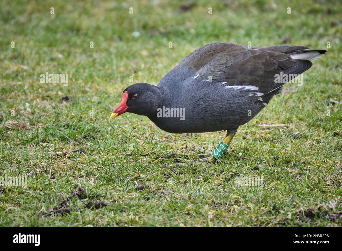 Pond rail (Gallinula chloropus), moorhen Stock Photo - Alamy