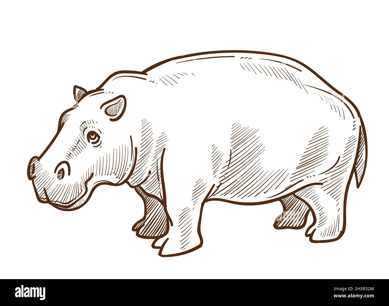 Hippo tail hippopotamus hi-res stock photography and images - Alamy