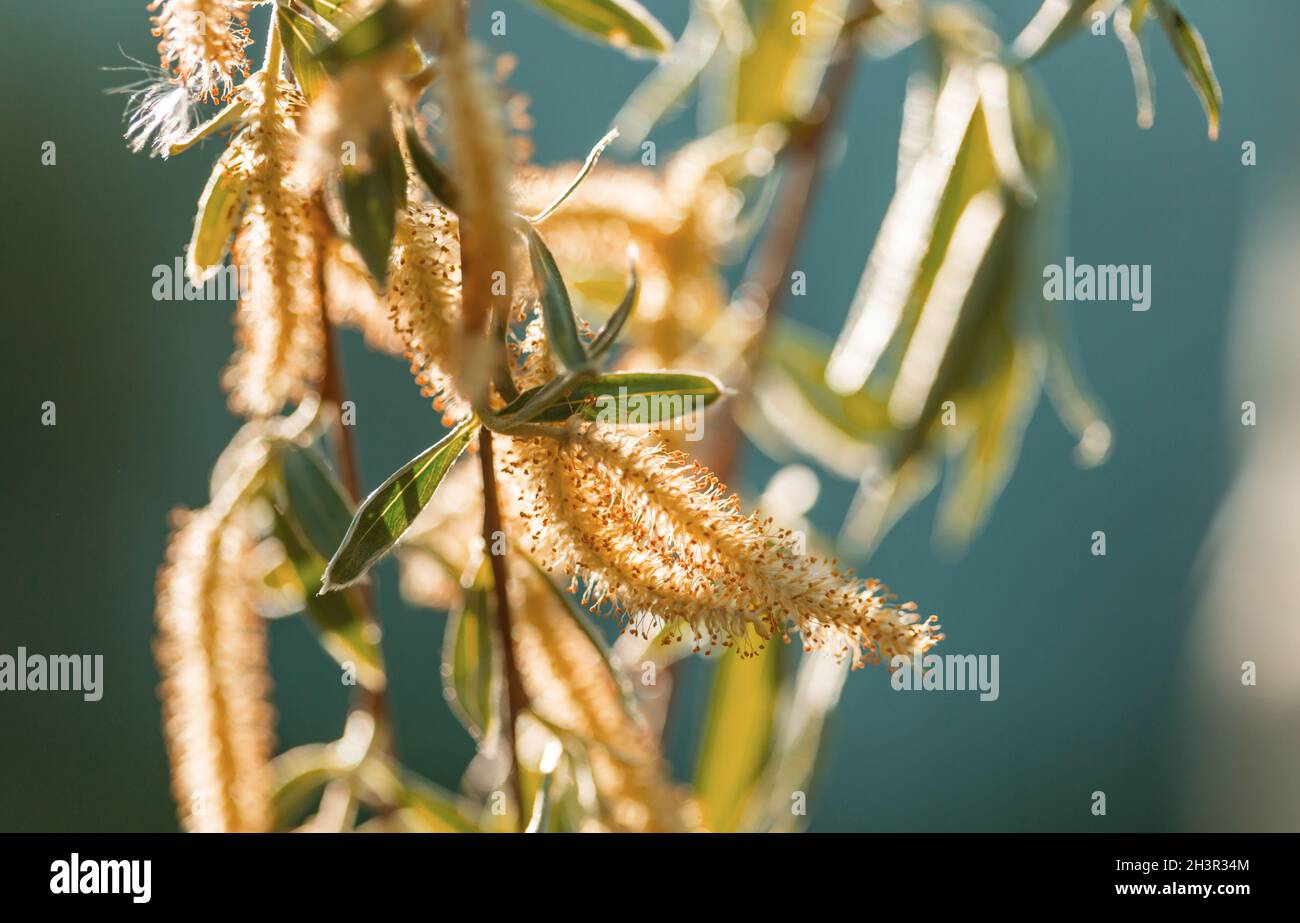 Corkscrew willow tree hi-res stock photography and images - Alamy