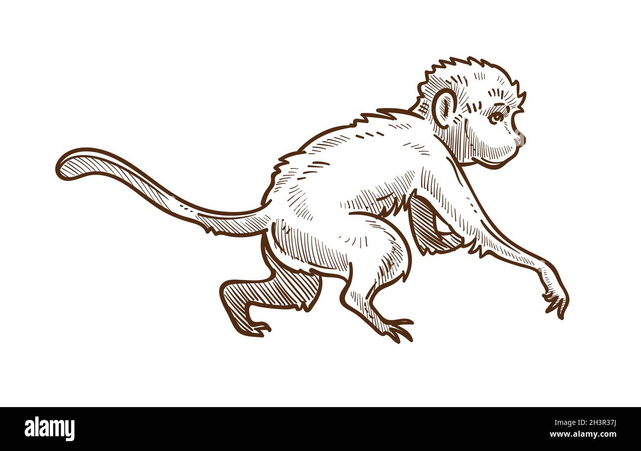 Capuchin wild animal isolated sketch, Asian monkey Stock Vector Image ...