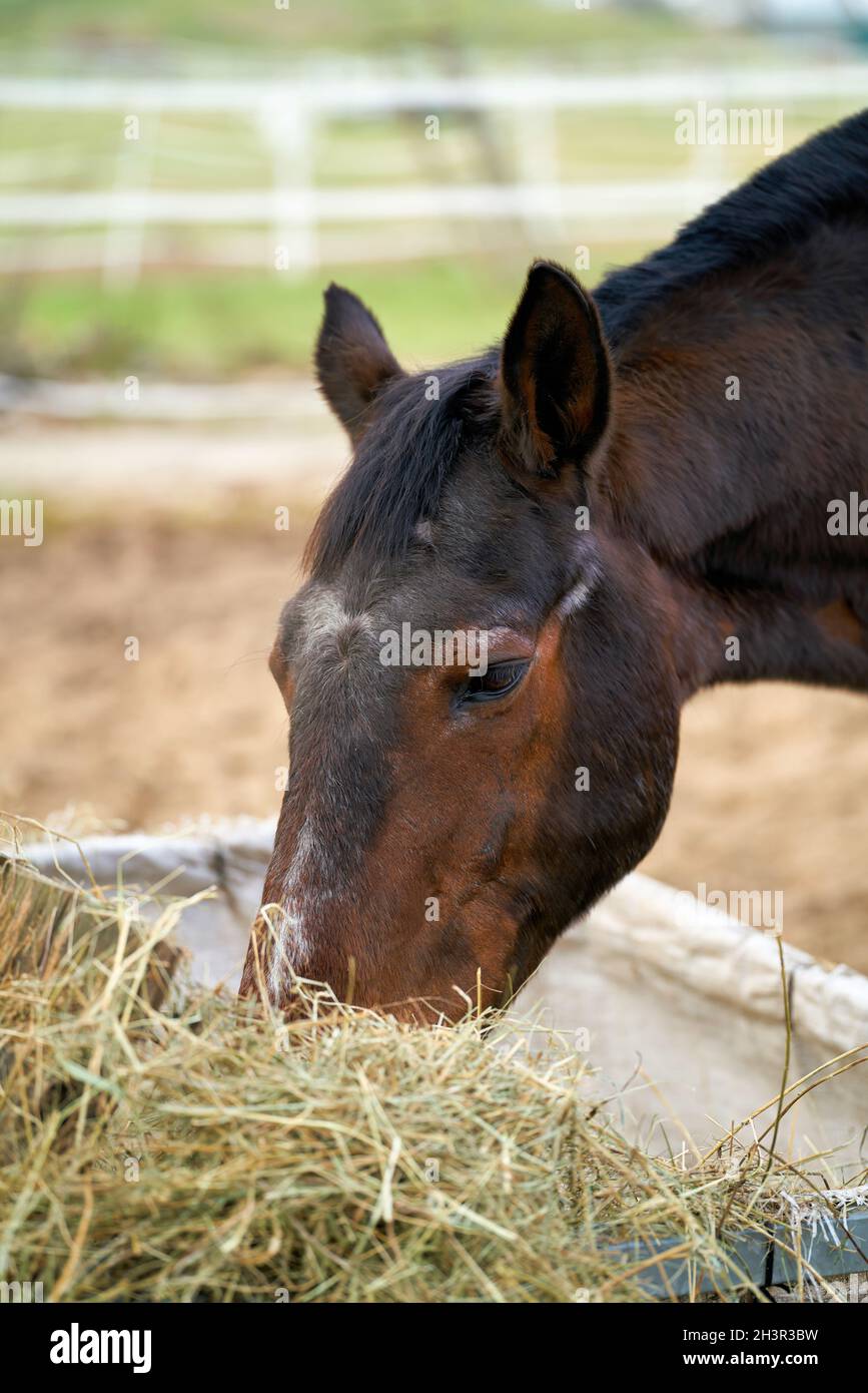 Horse eating hay on a farm in Herrenkrug near Magdeburg in Germany ...