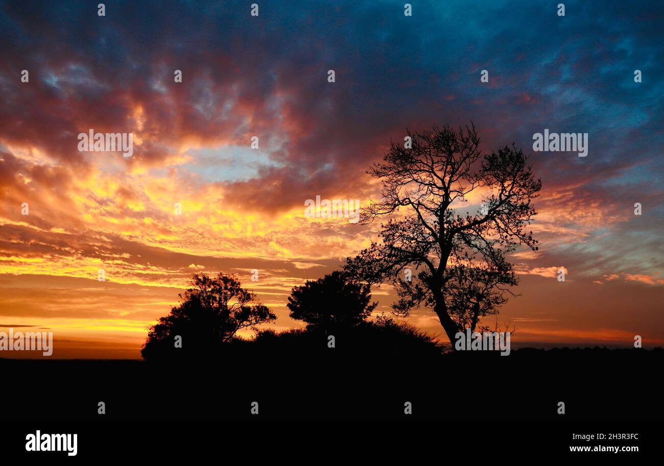 Tree silhouette at sunrise Stock Photo - Alamy