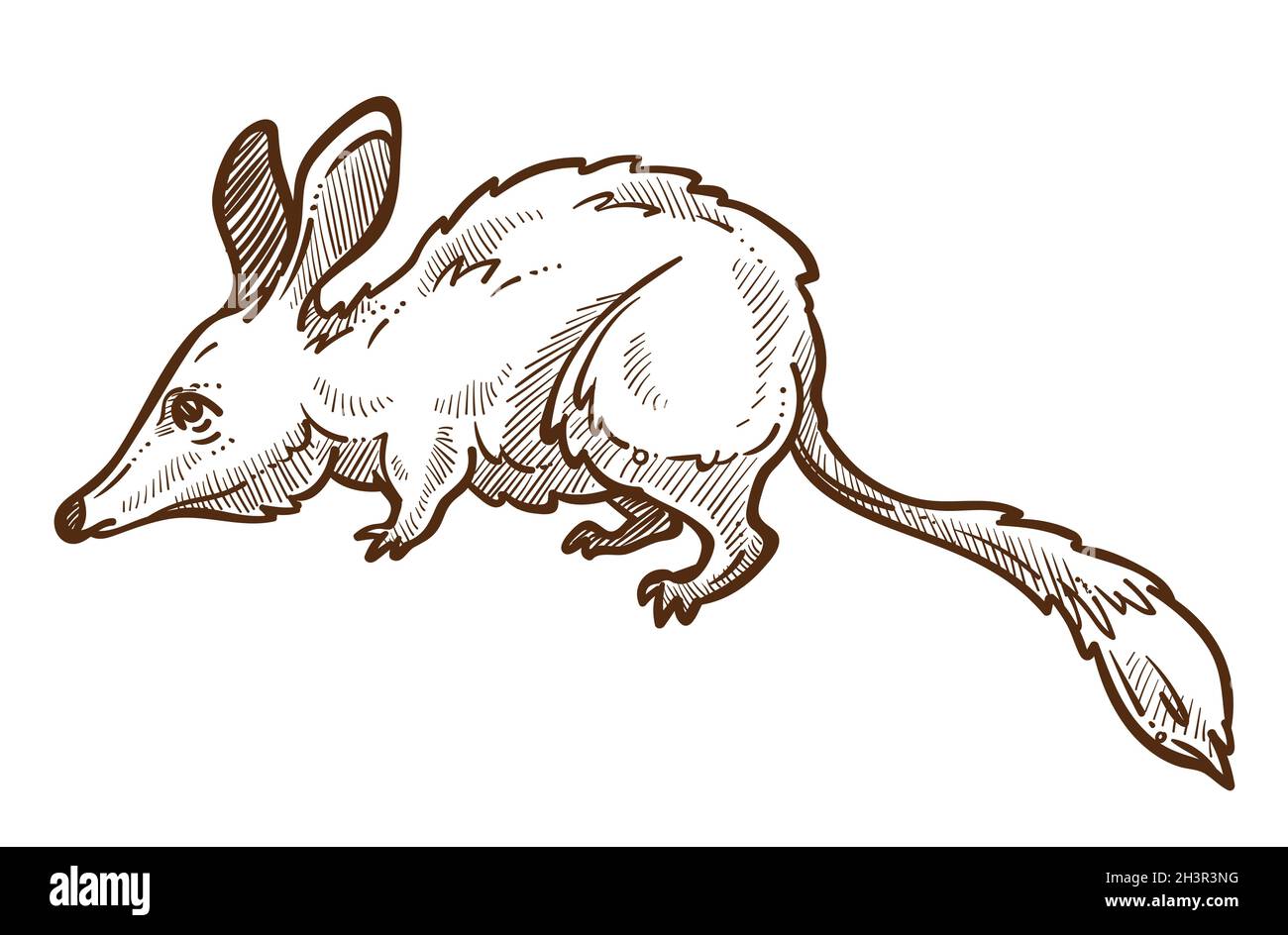 Australian mouse, great bilby isolated sketch, bandicoot Stock Vector ...