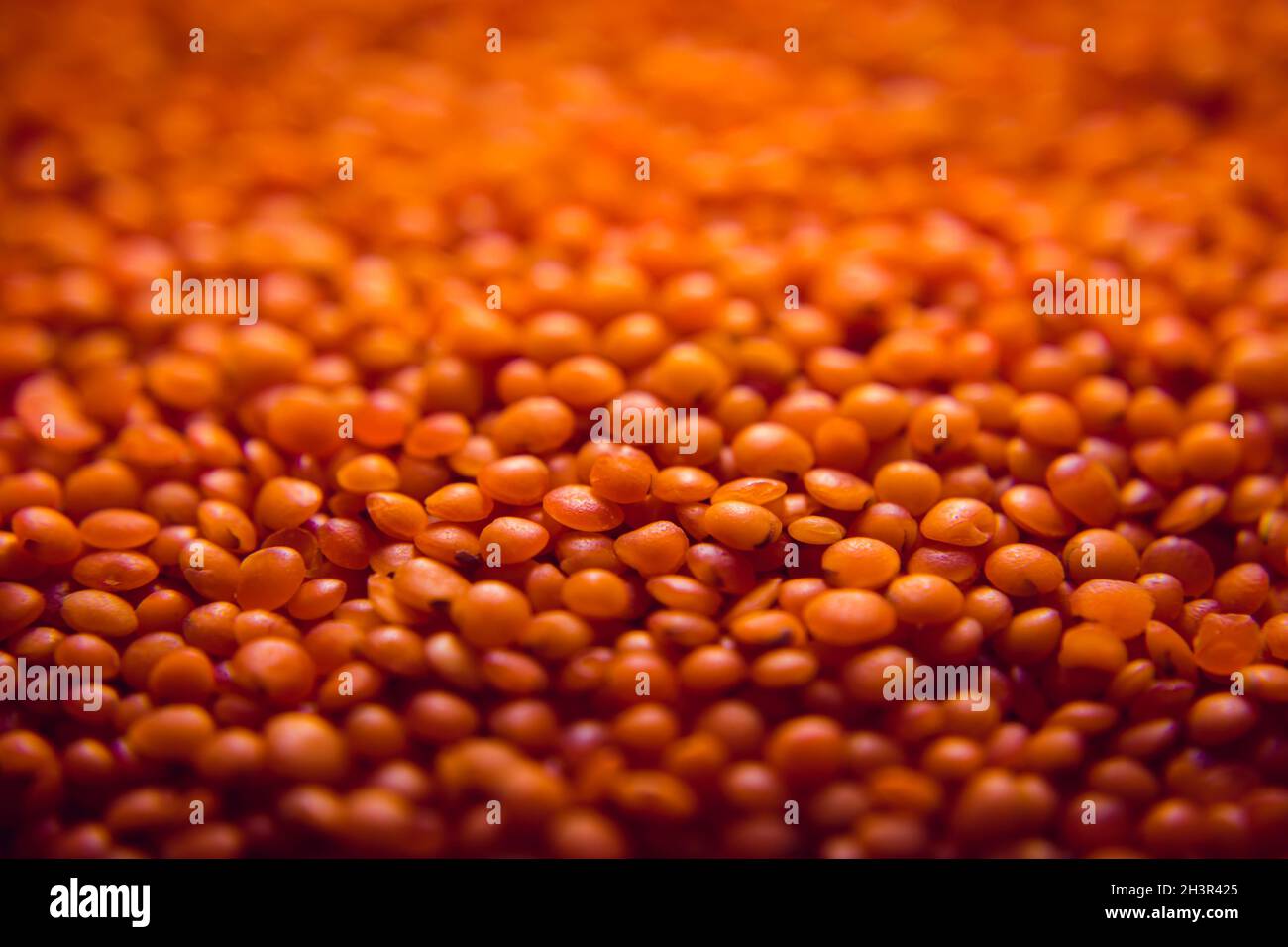 Close-up on dried red lentils, dhal with shallow depth of field for ...