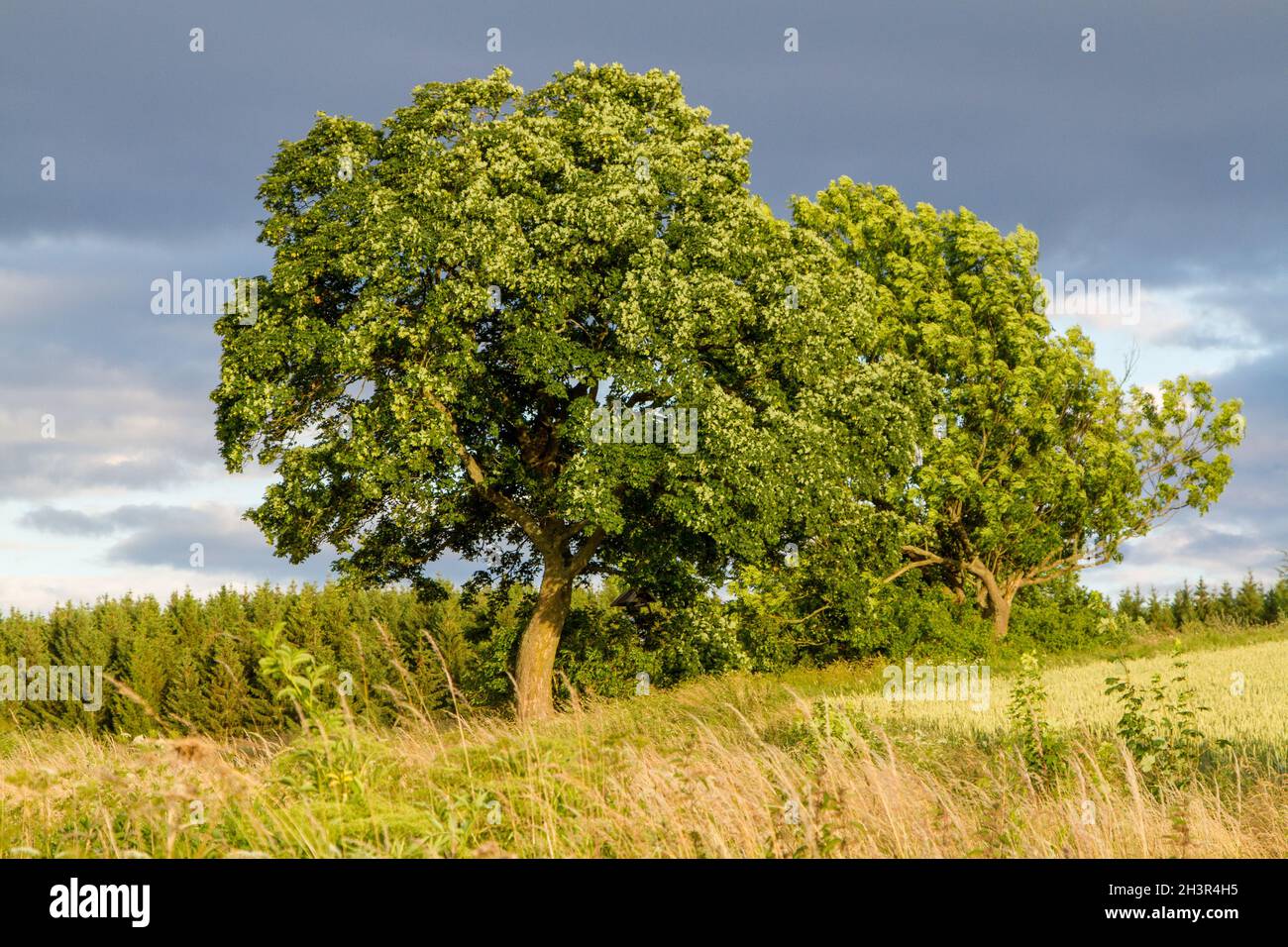 Meadow summer tree hi-res stock photography and images - Alamy