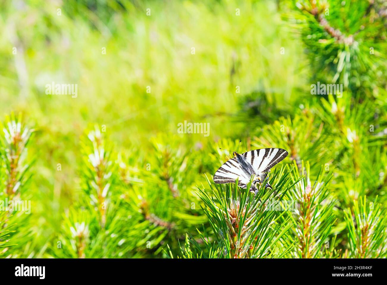 Environment background with butterfly and green plants Stock Photo - Alamy